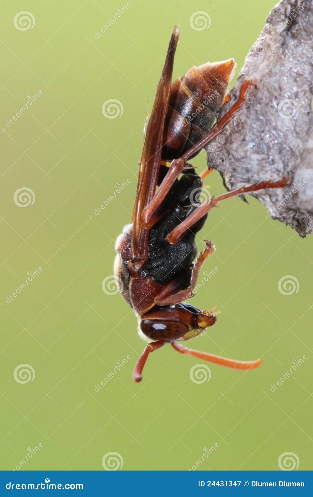 Paper Wasp On Nest Royalty-Free Stock Photography | CartoonDealer.com ...