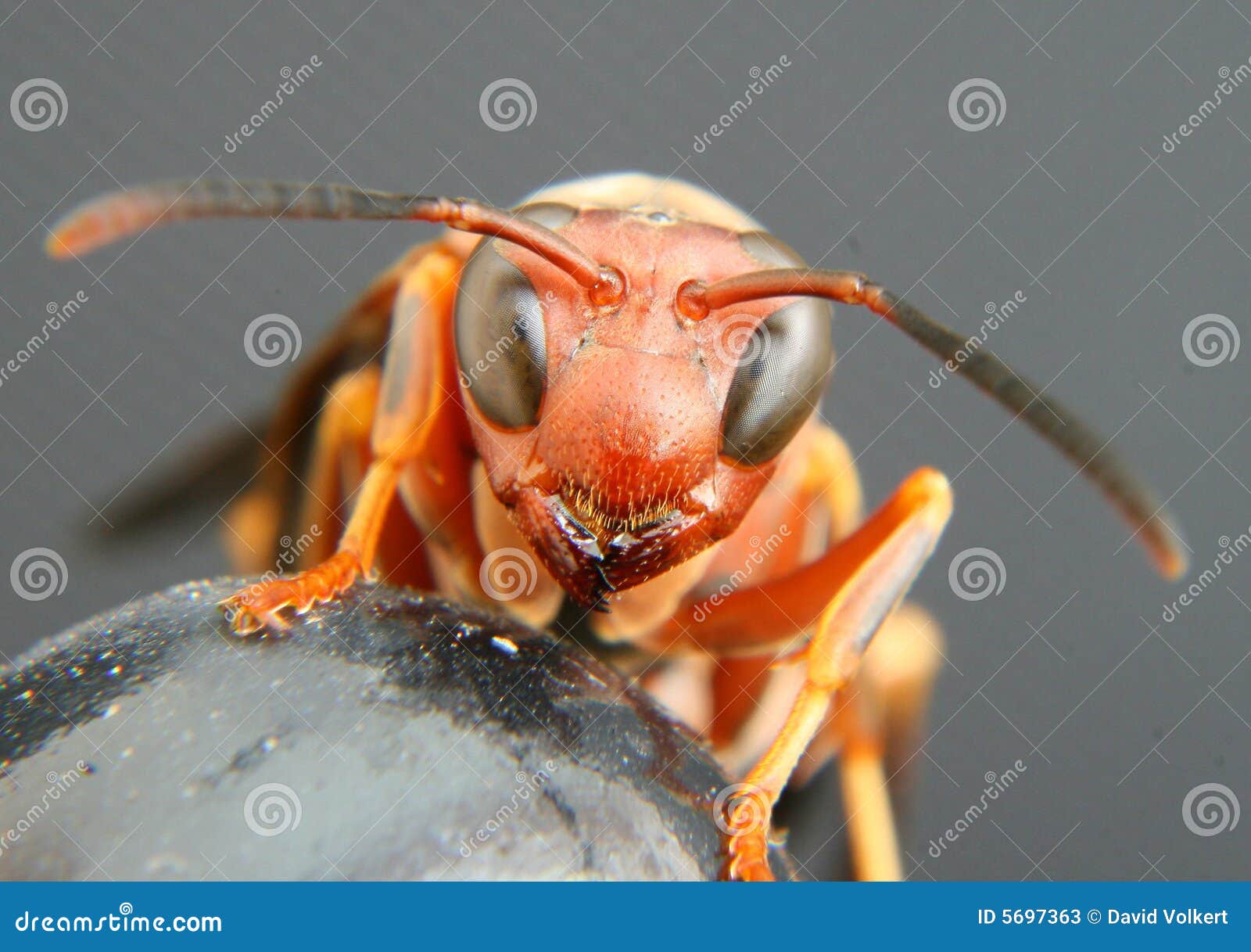 Paper Wasp stock image. Image of paper, sting, face, black - 5697363