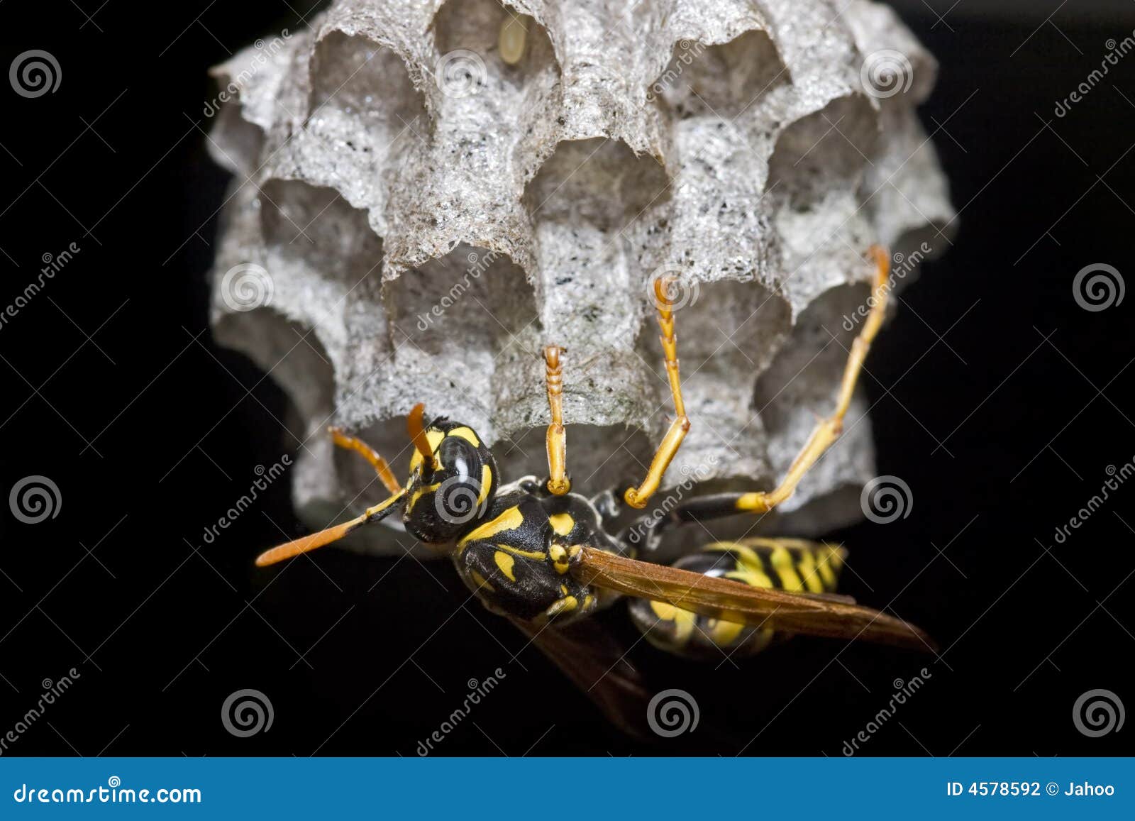 Paper wasp building nest stock photo. Image of macro, larva - 4578592