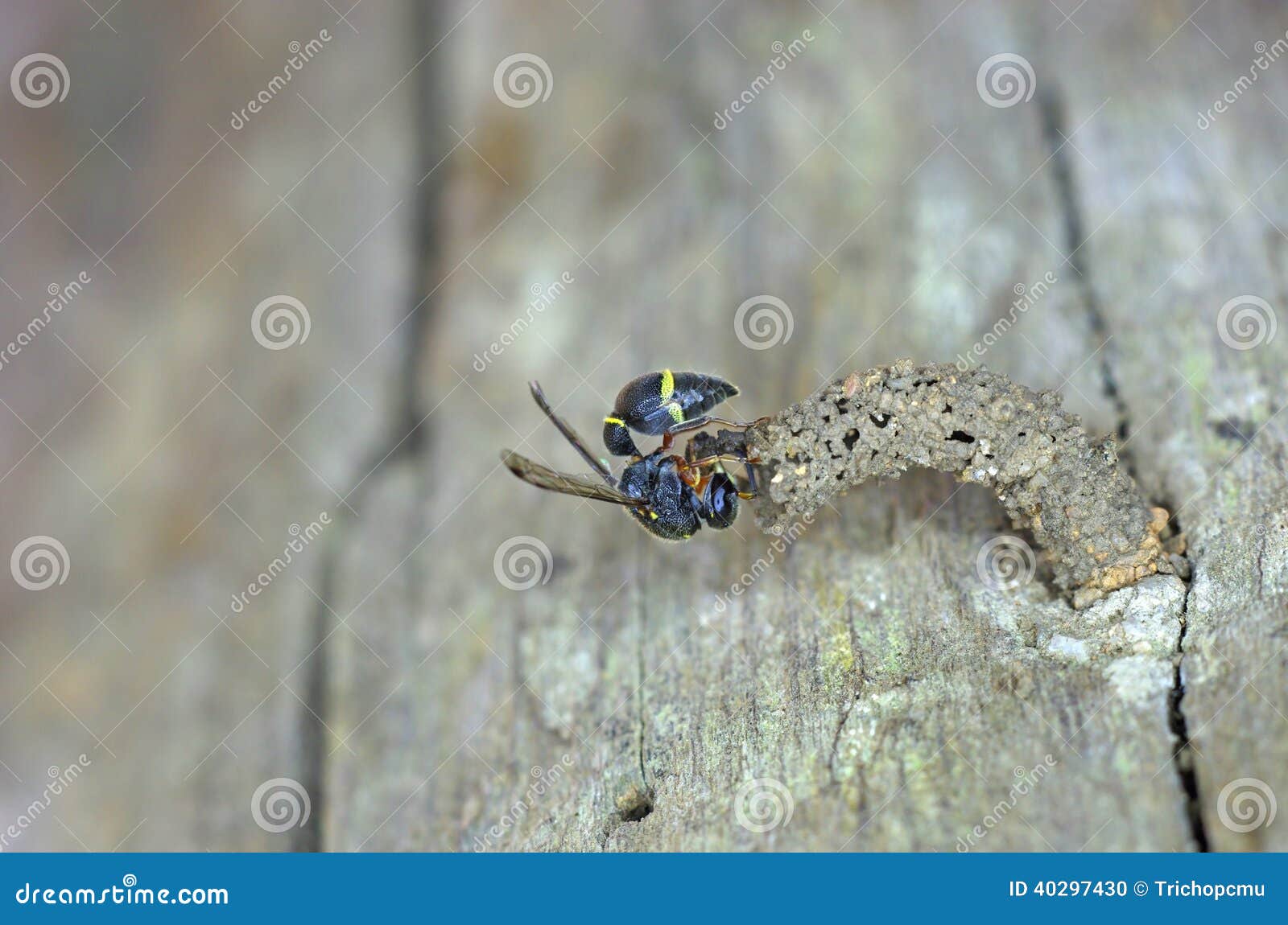 Wasp Has Built A Base To Live On A Guava Tree. Stock Image ...