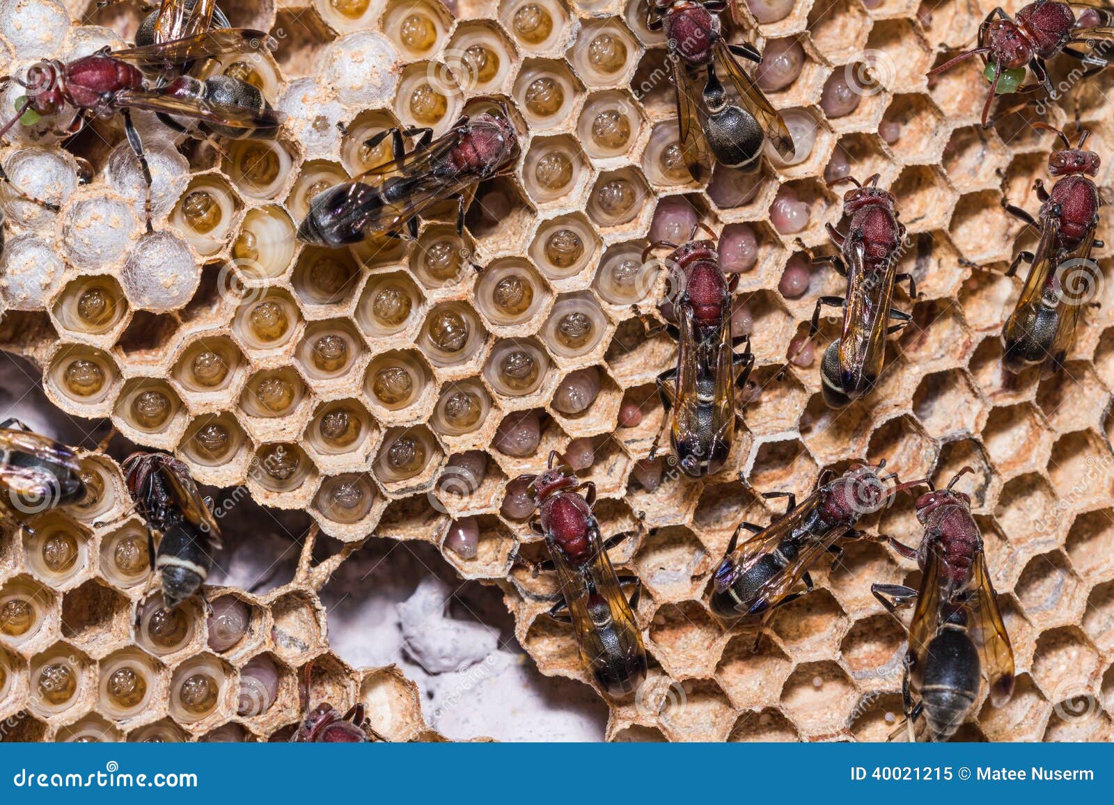 Paper wasp stock image. Image of predatory, wing, wildlife - 40021215