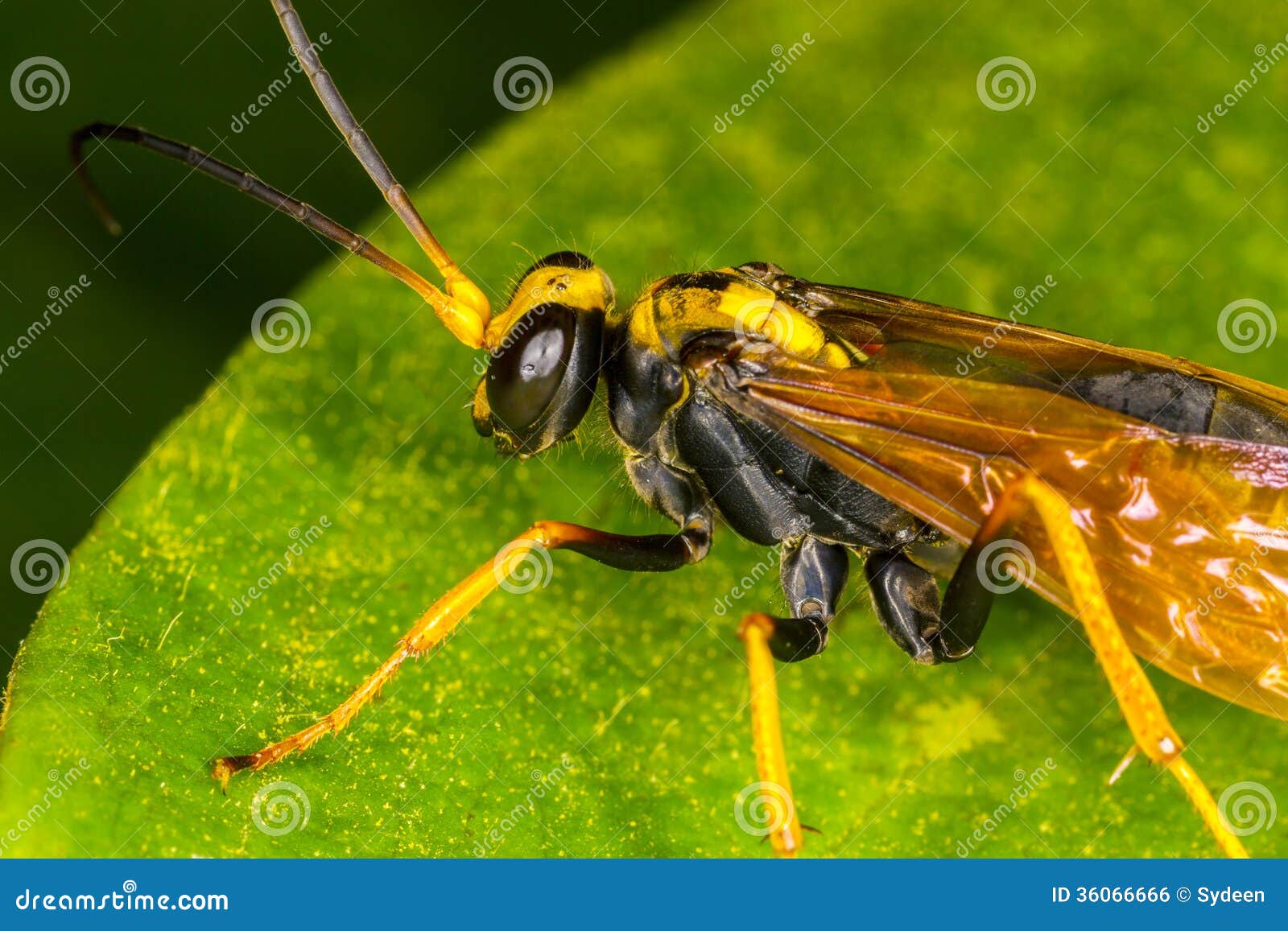 Paper wasp closeup stock photo. Image of closeup, species - 36066666