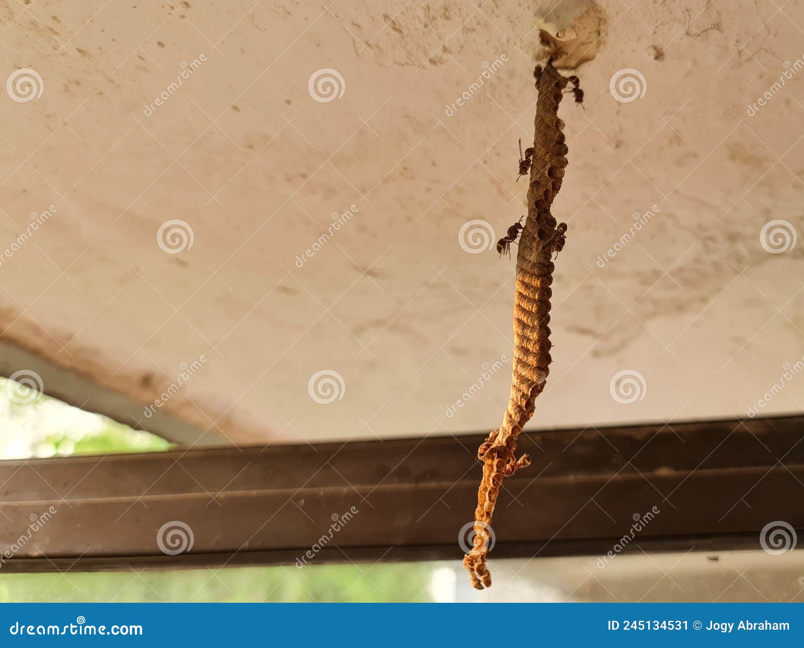 Paper Wasp Colony Being Built by the Worker Wasps Stock Image - Image ...