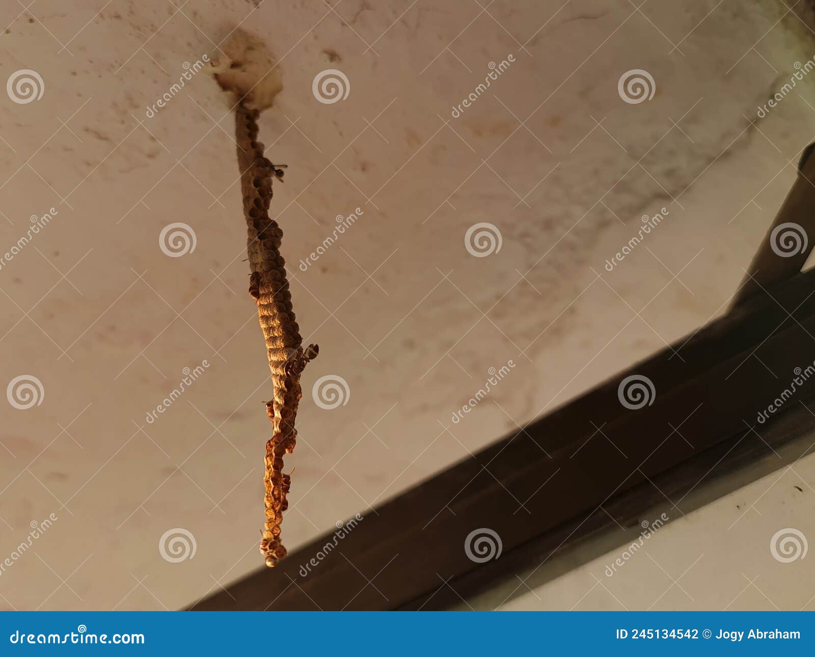 Paper Wasp Colony Being Built by the Worker Wasps. Stock Photo - Image ...