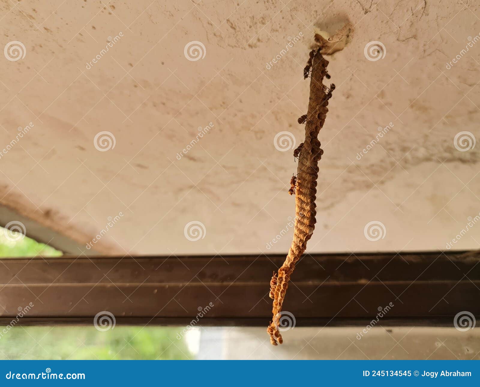 Paper Wasp Colony Being Built by the Worker Wasps Stock Image - Image ...