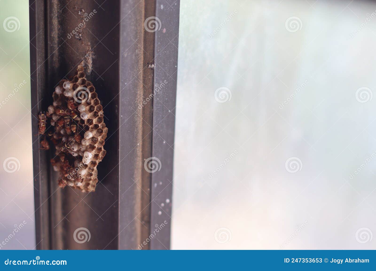 Paper Wasp Colony Being Built by the Worker Wasps Stock Image - Image ...
