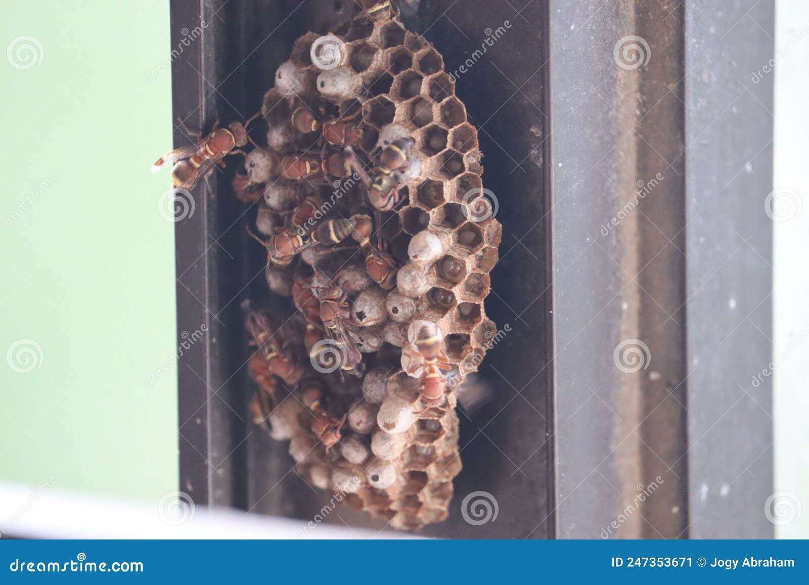 Paper Wasp Colony Being Built by the Worker Wasps Stock Image - Image ...