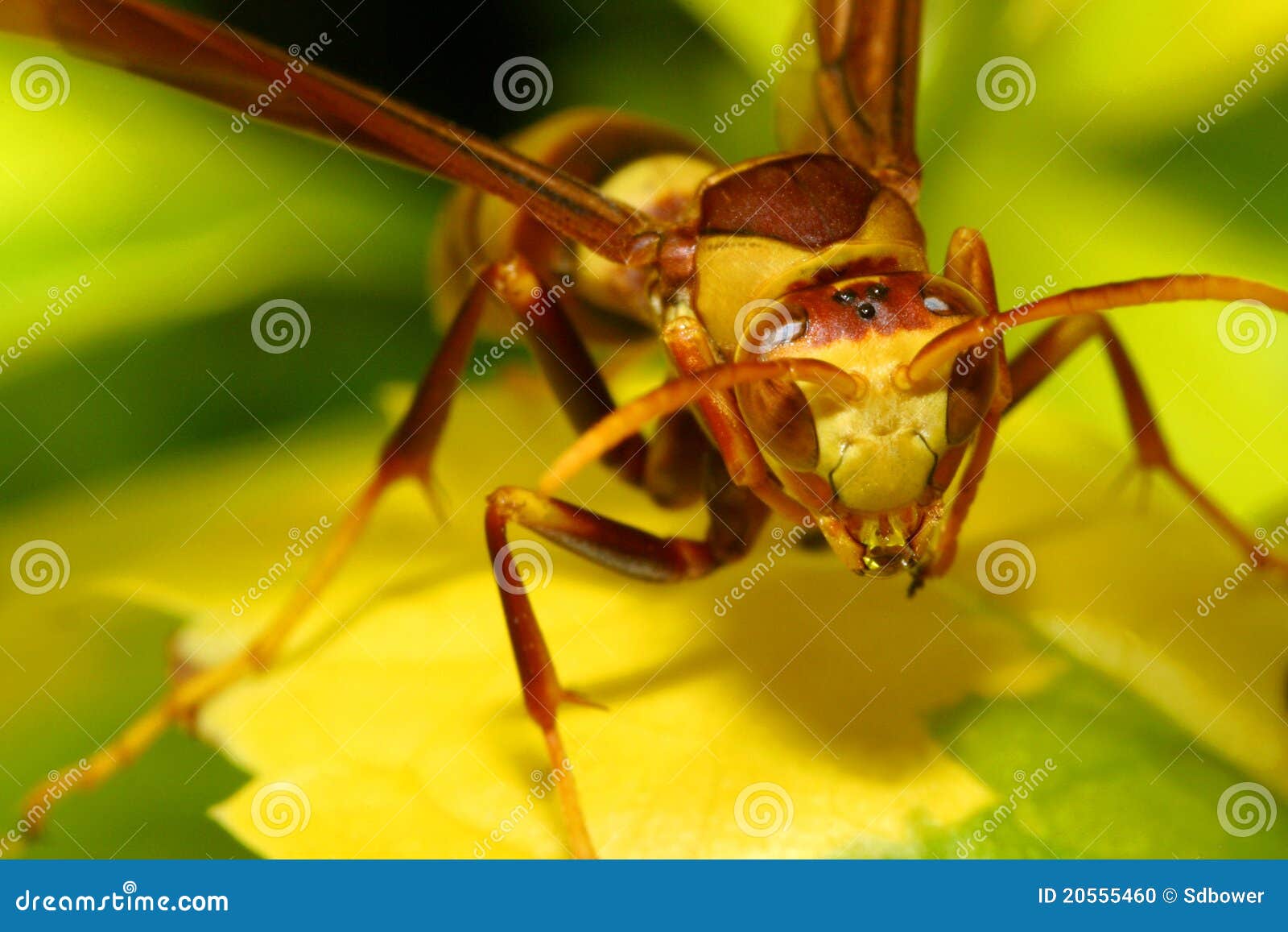 Paper Wasp Feeding on Flower Nectar Stock Photo - Image of garden ...