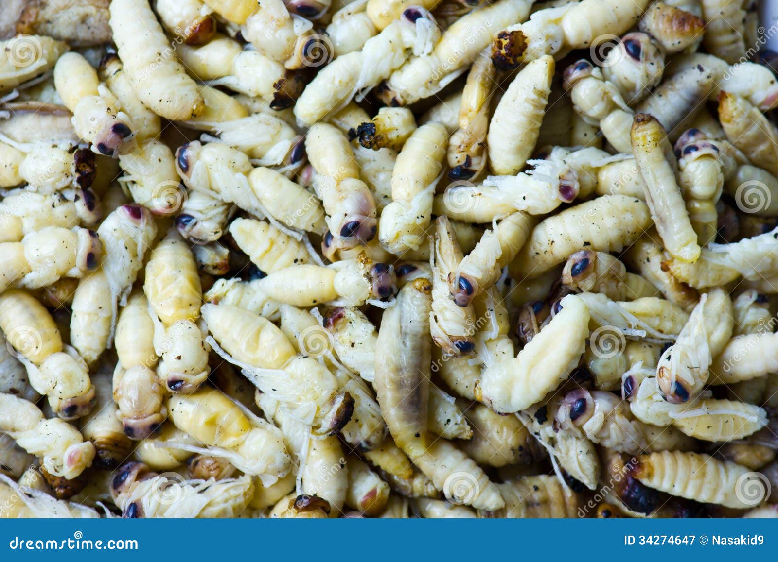 Paper wasp larvae stock image. Image of colony, eyes - 34274647