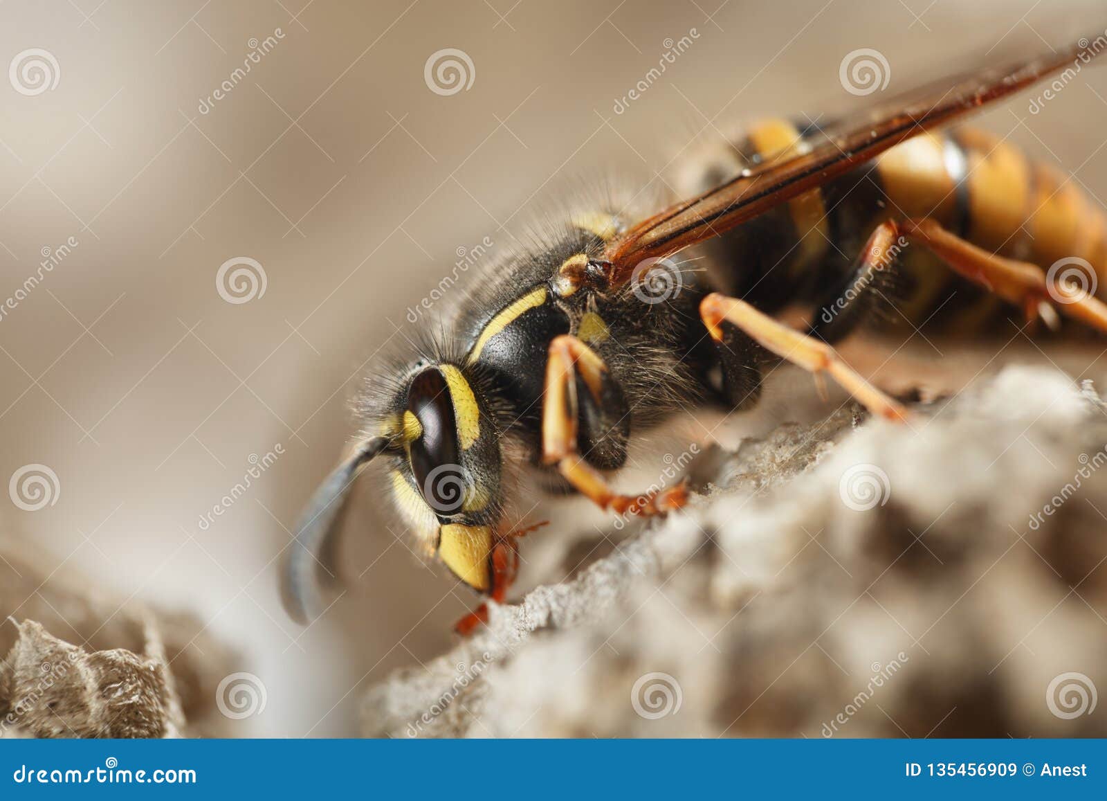 Paper wasp stock image. Image of chambers, resting, animal - 135456909