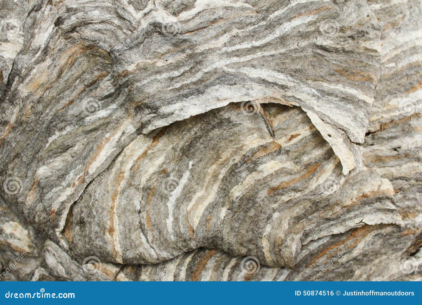 Paper Wasp Nest Close Up Texture Background Stock Photo - Image of ...