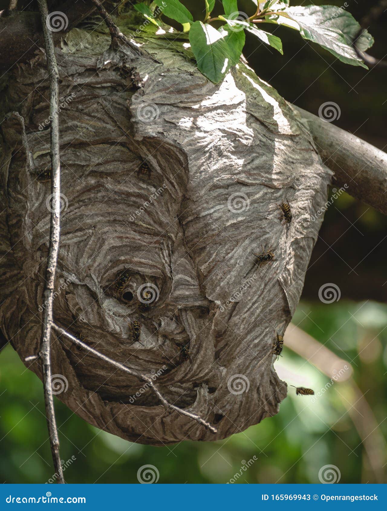 Paper Wasp Nest Hive with Two Openings Built in Tree Stock Image ...
