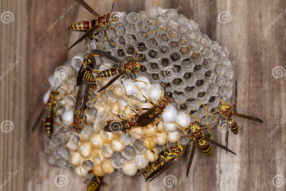 Paper Wasp Nest stock image. Image of colony, dangerous - 287429679