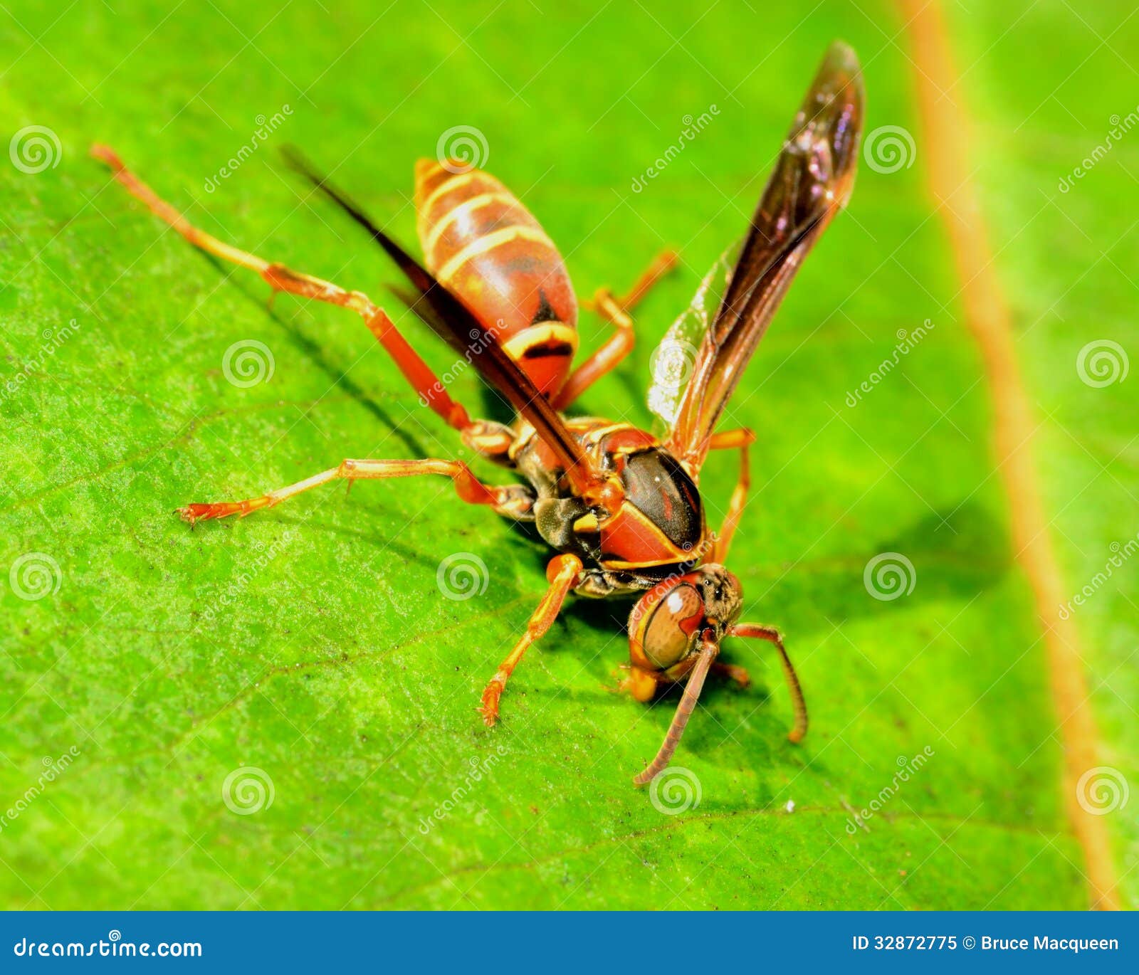 Paper Wasp Nest Attached To The Roof Peak Of An Old House Royalty-Free ...