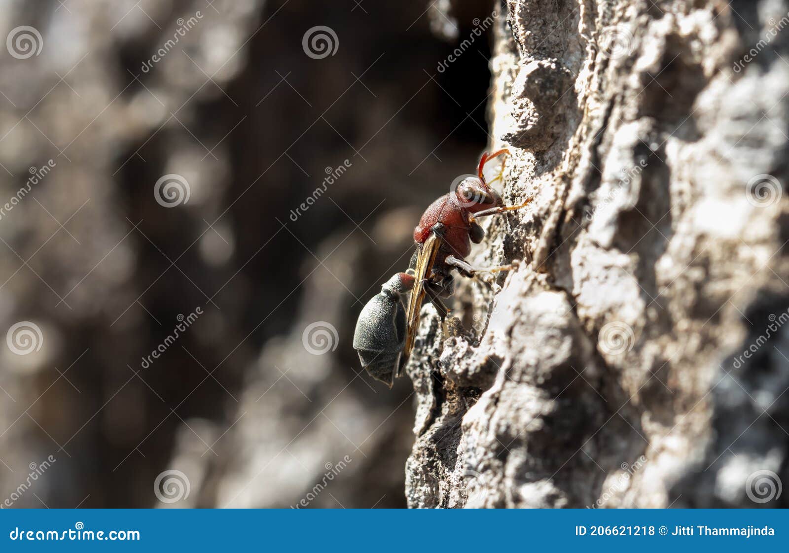 Paper Wasp Ropalidia Magnanimaperched on a Tree Trunk Against a Blurred ...