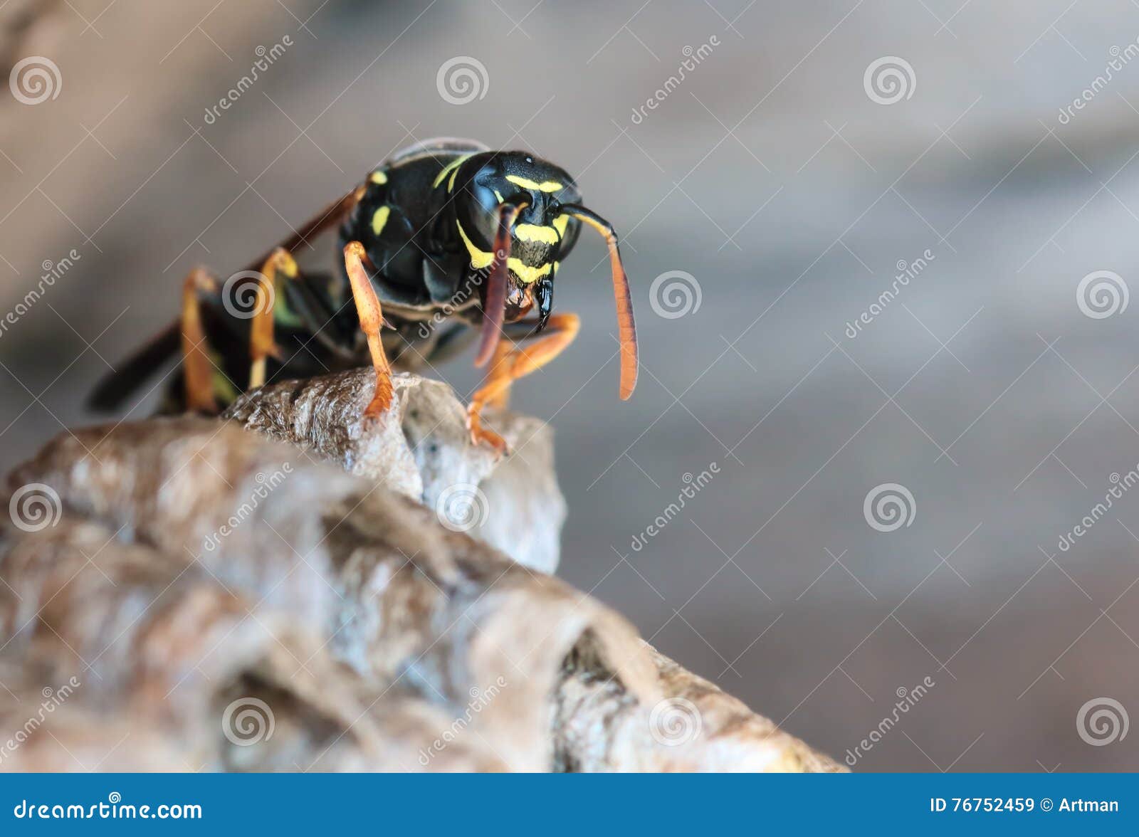 Paper Wasp sitting on nest stock image. Image of closeup - 76752459