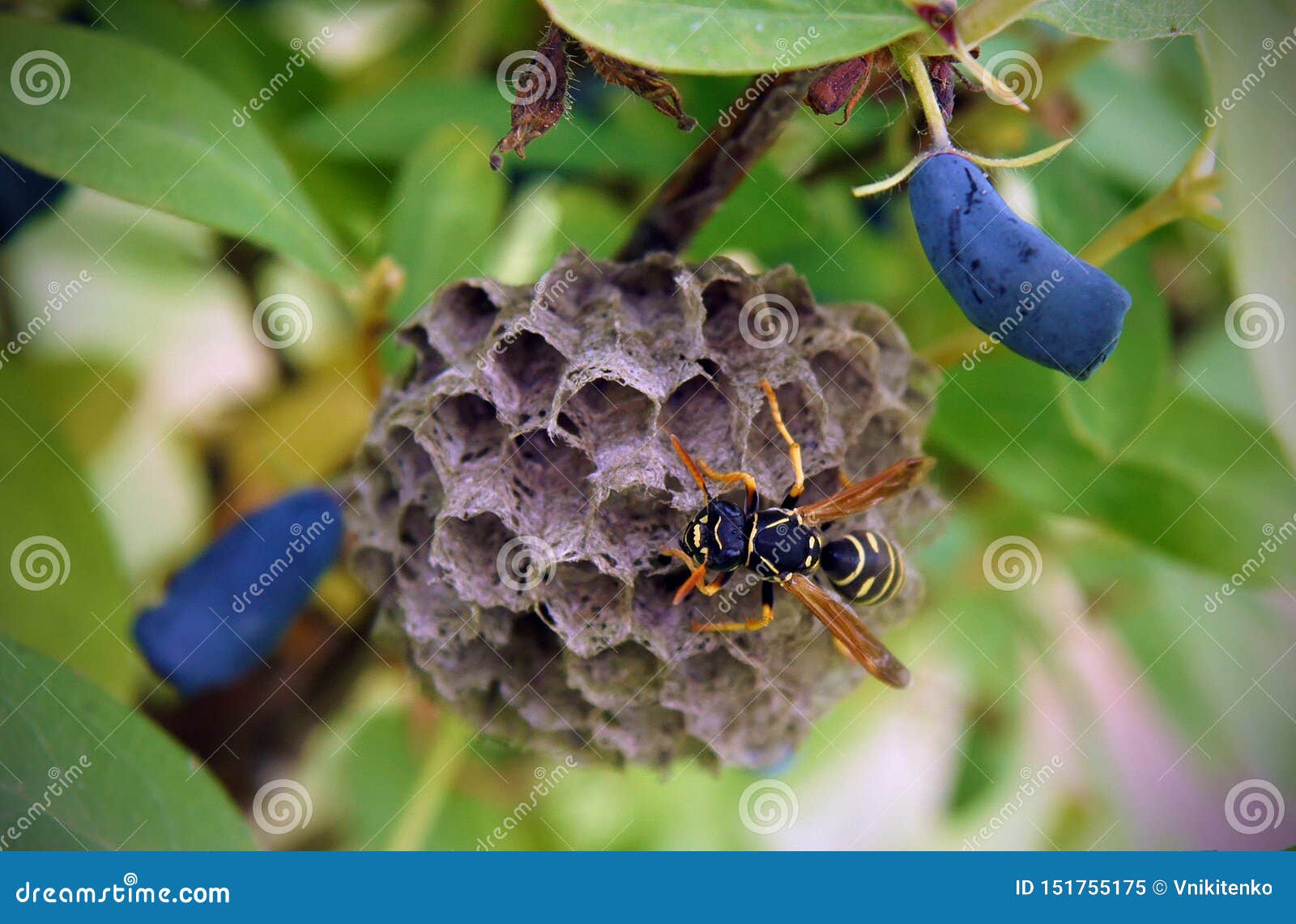 Construction Of Wasps Emptied By Winter Royalty-Free Stock Image ...