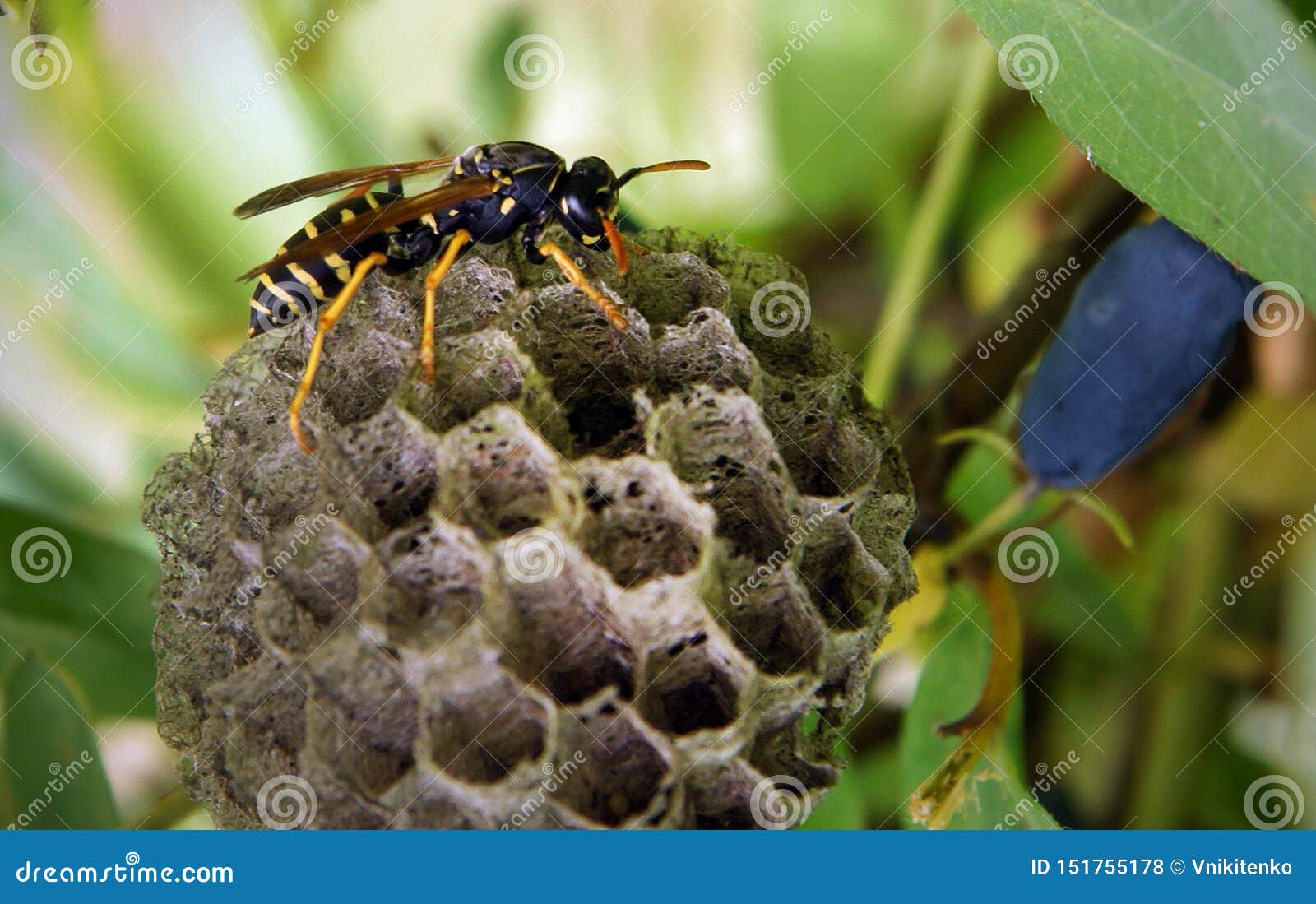Construction Of Wasps Emptied By Winter Royalty-Free Stock Image ...