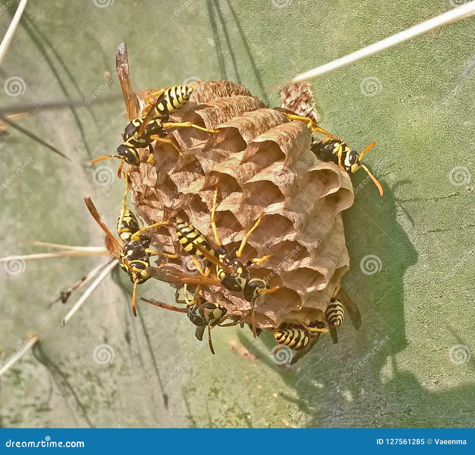 Paper wasps and nest stock image. Image of paper, nest - 127561285