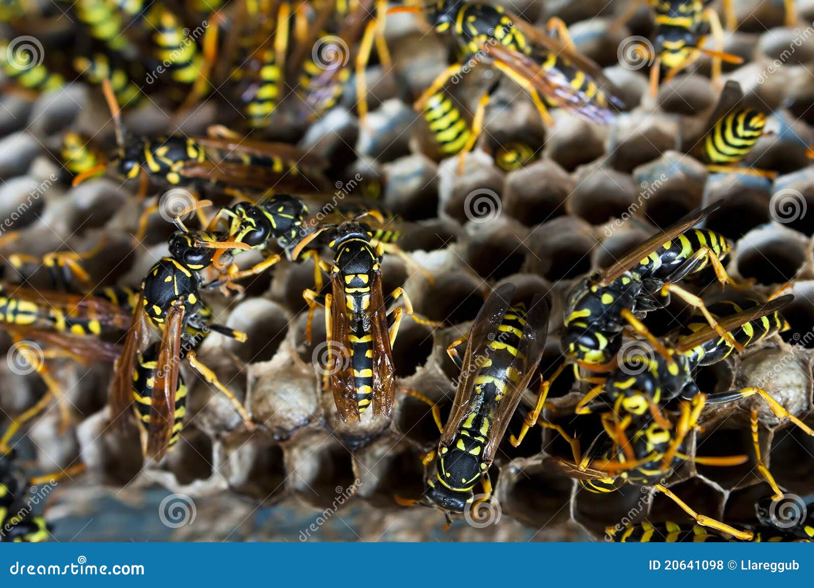 Wasps Tending Nest With Maturing Larvae Visible In One Open Cell ...