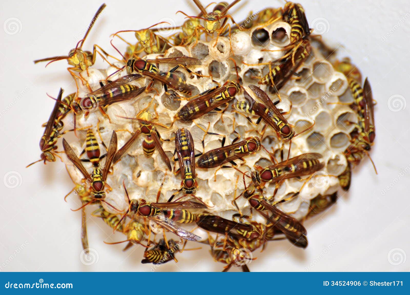 Paper wasps stock photo. Image of honeycomb, yellow, group - 34524906