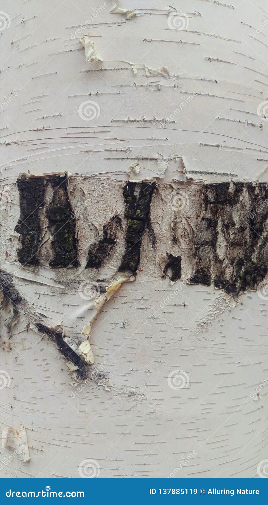 Paper White Birch Trunk Bark Stock Image - Image of birch, rough: 137885119