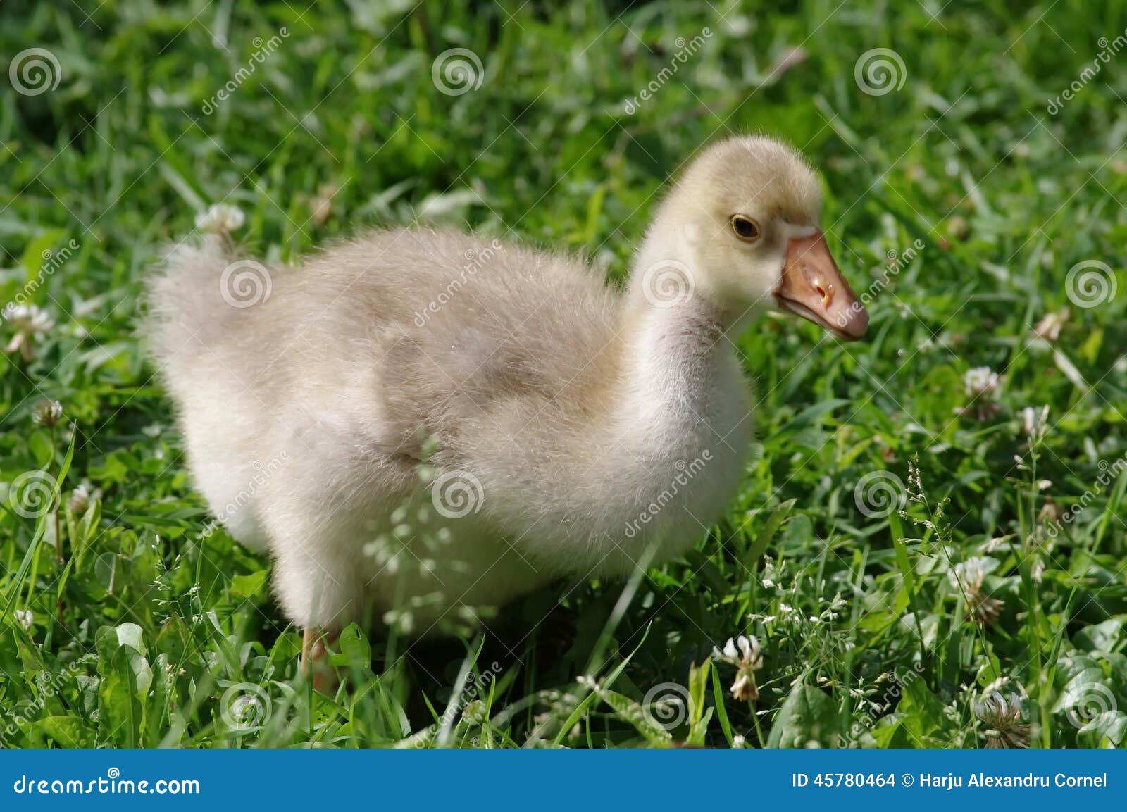 Papera fotografia stock. Immagine di carino, lago, margherita - 45780464