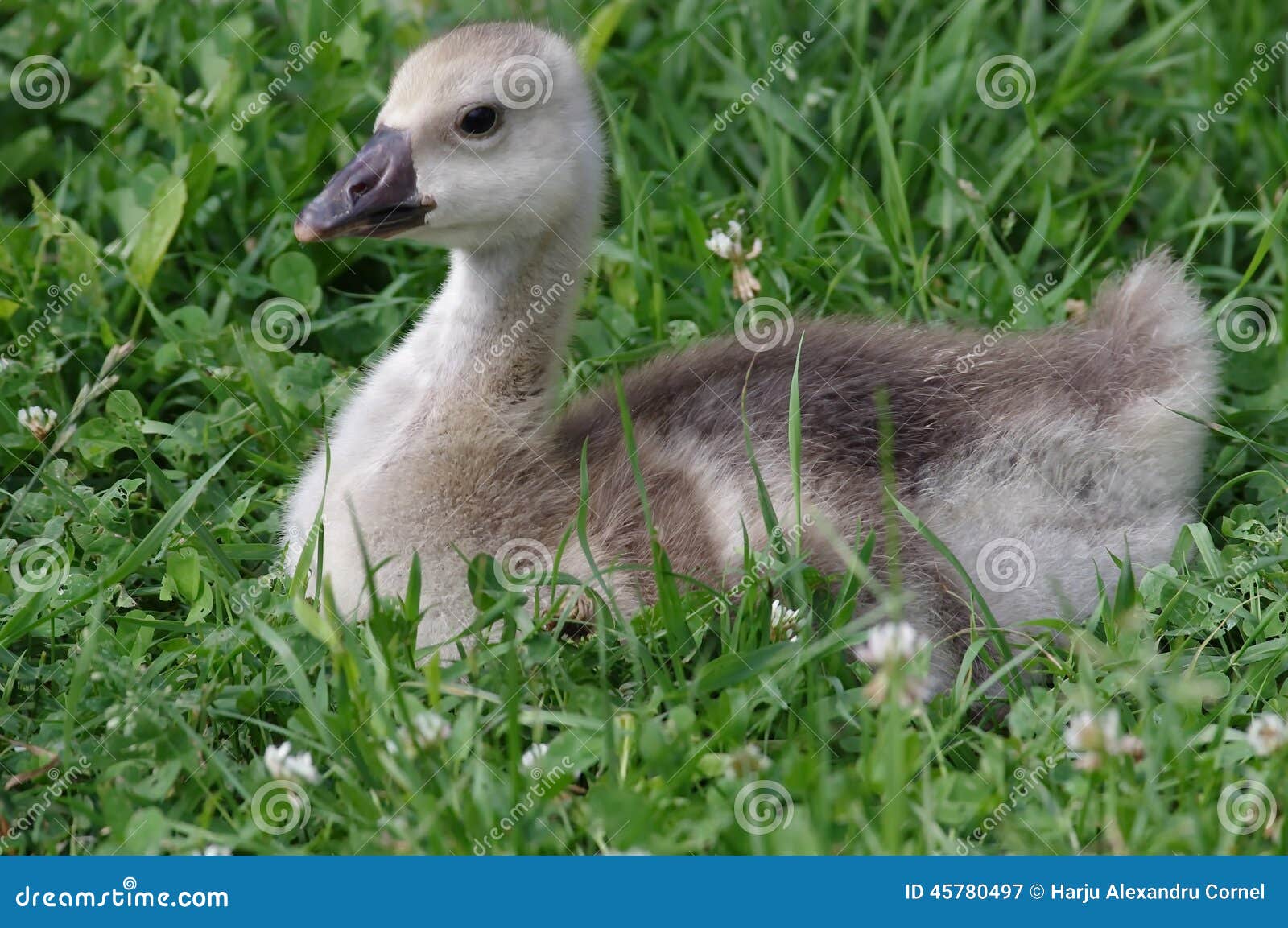 Papera immagine stock. Immagine di lago, anatra, sfocato - 45780497