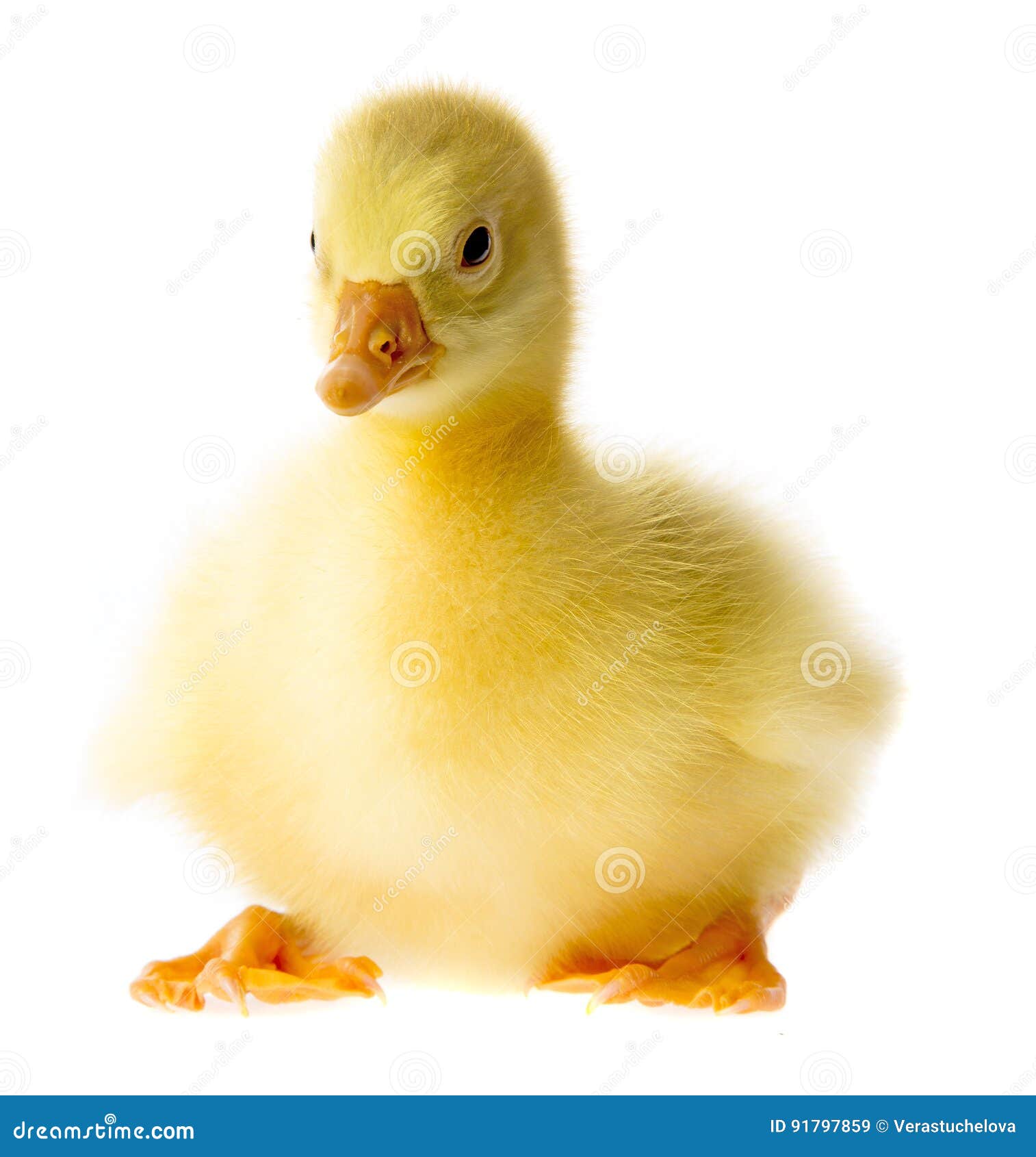 Papera immagine stock. Immagine di bianco, molla, uccello - 91797859