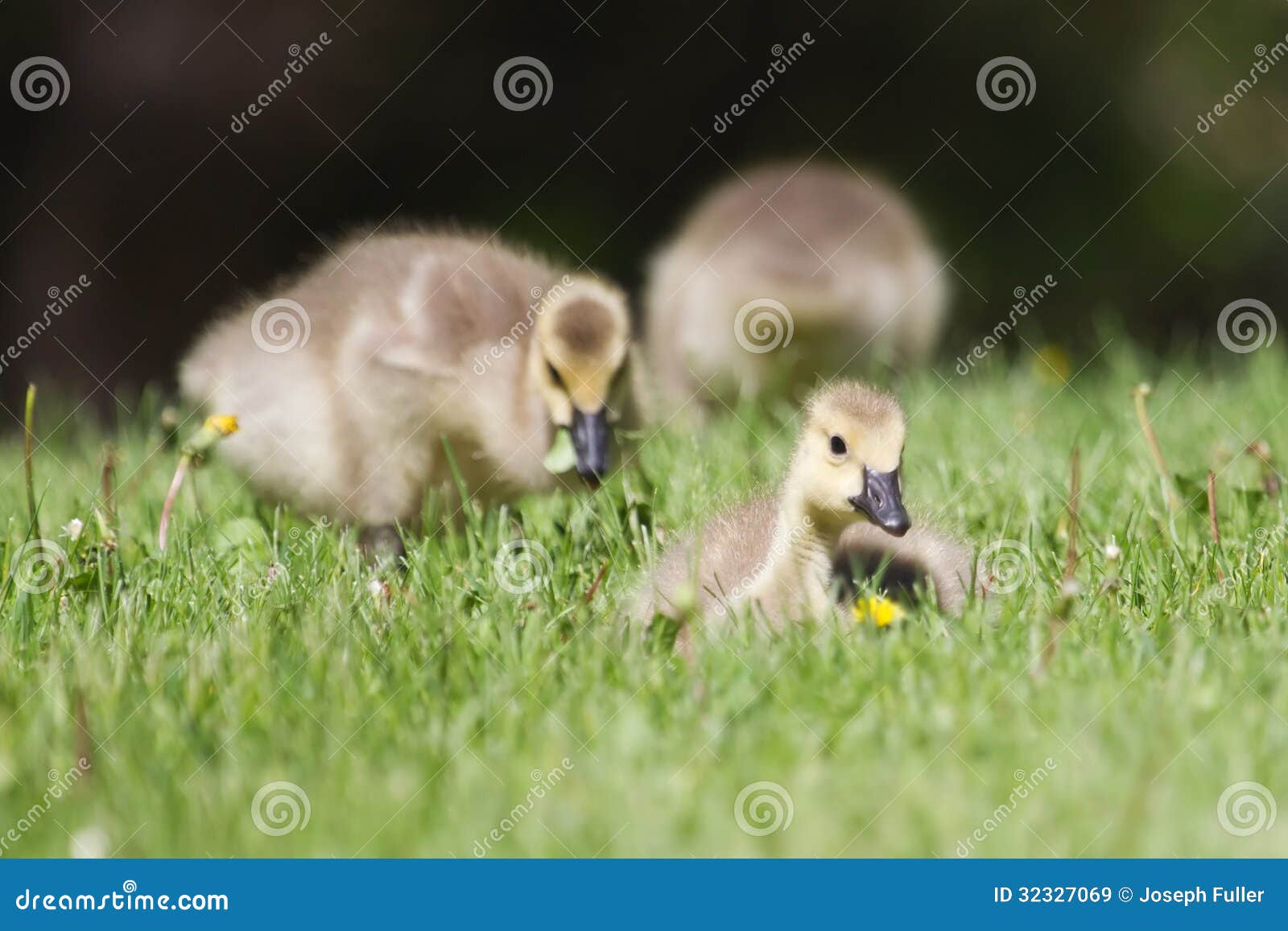 Papera Dell'oca Del Canada Che Cammina Sull'erba Immagine Stock ...