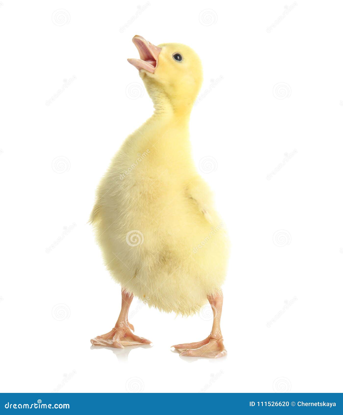 Papera divertente sveglia fotografia stock. Immagine di animali - 111526620