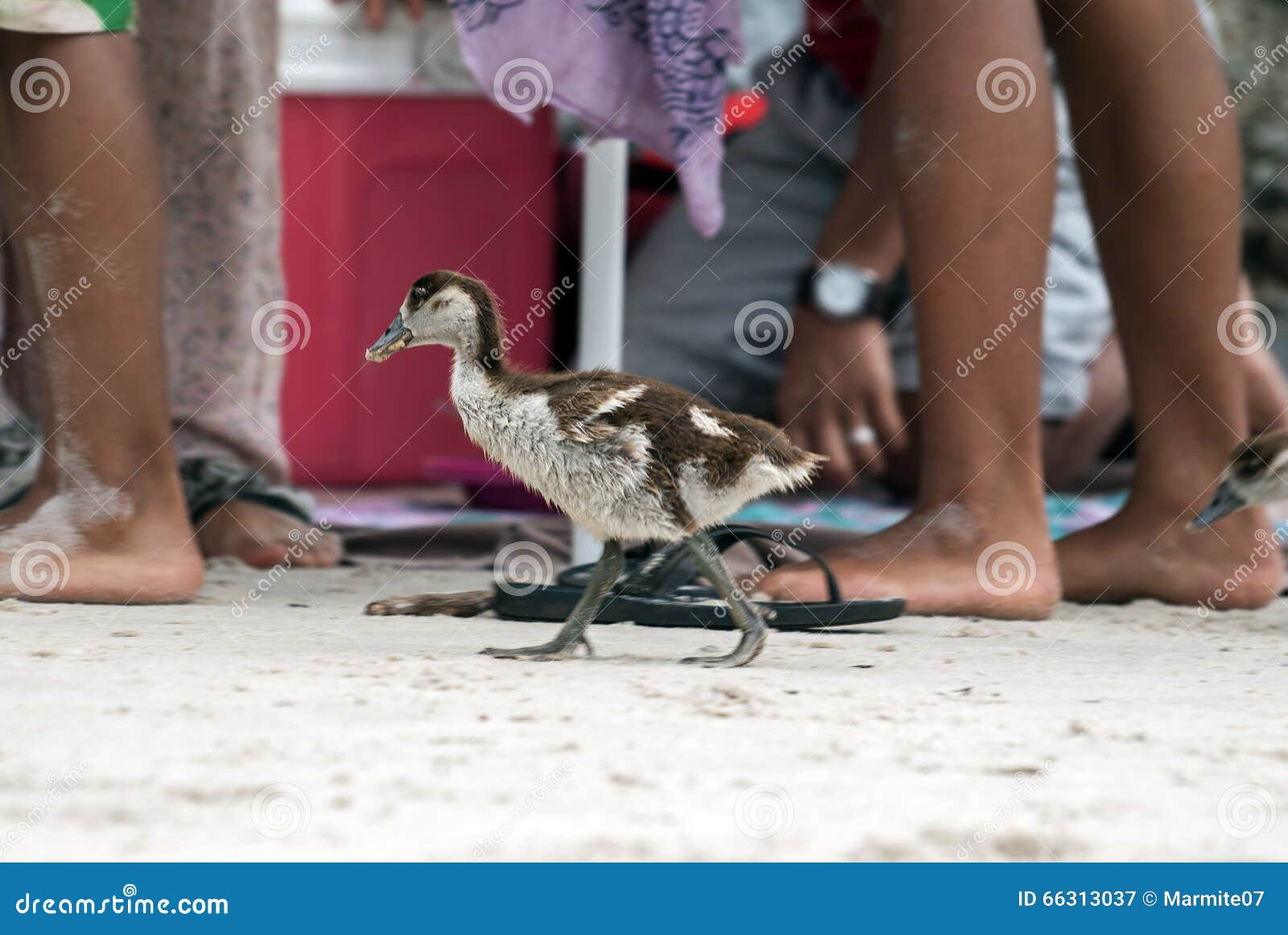 Papera egiziana immagine stock. Immagine di uccello, anatroccolo - 66313037