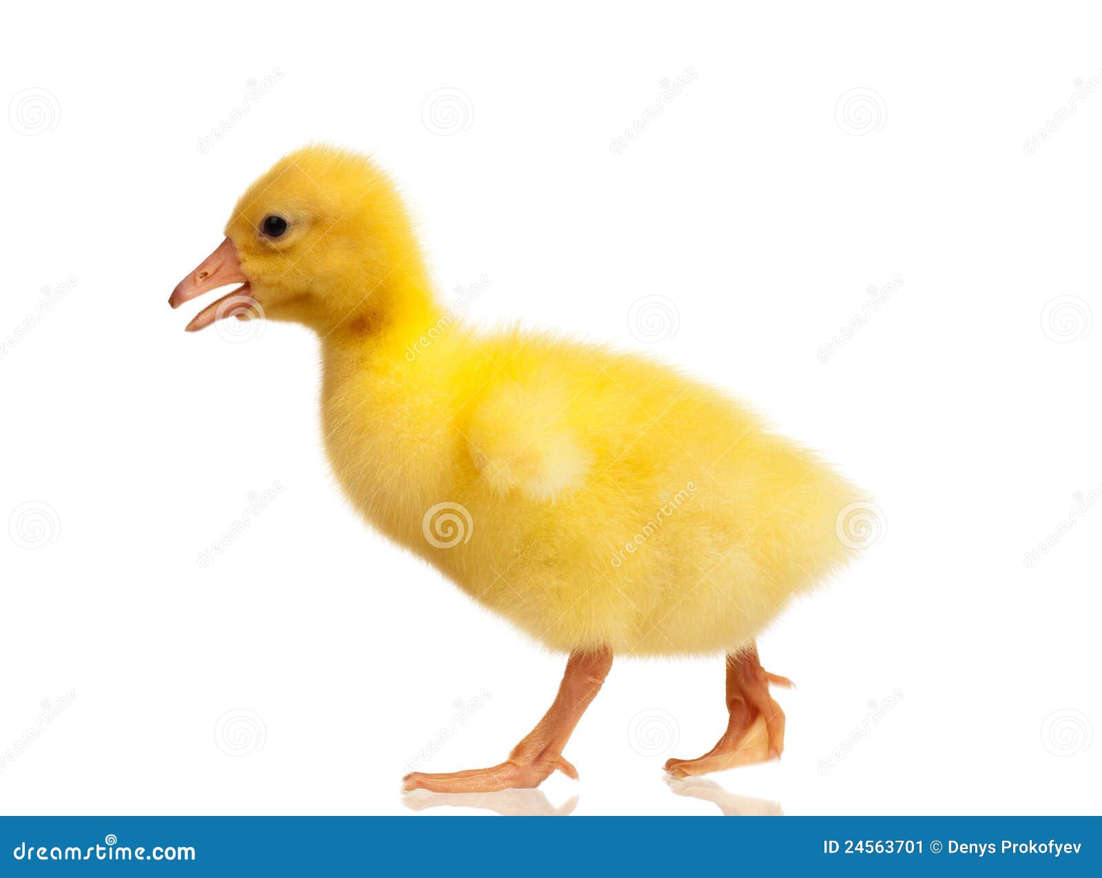 Papera nazionale immagine stock. Immagine di uscire, pulcino - 24563701