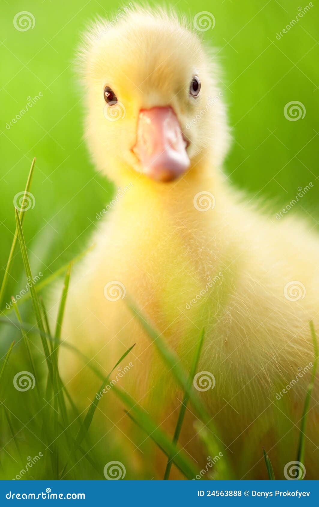 Papera nazionale fotografia stock. Immagine di testa - 24563888