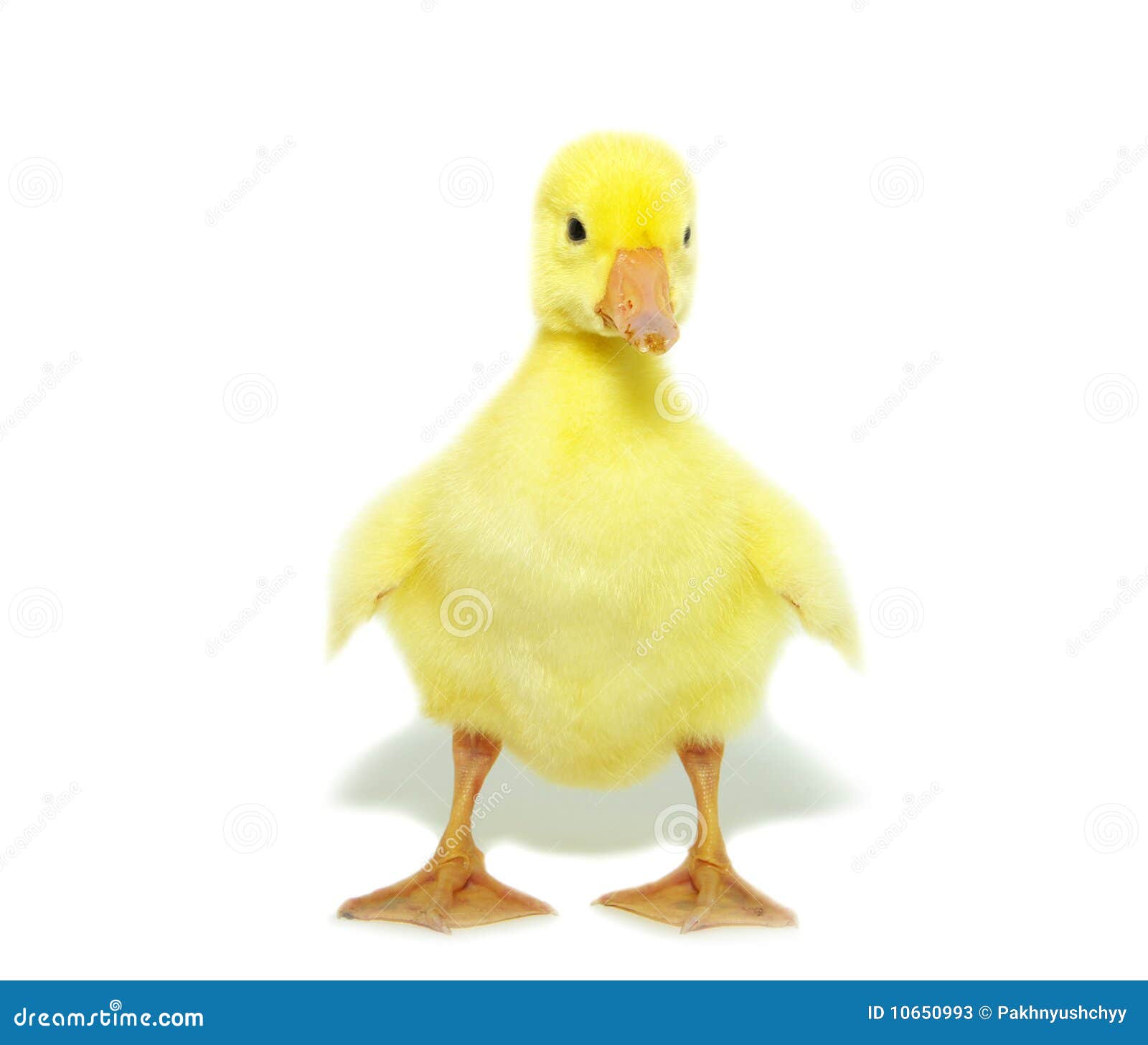 Papera sveglia immagine stock. Immagine di papera, molla - 10650993