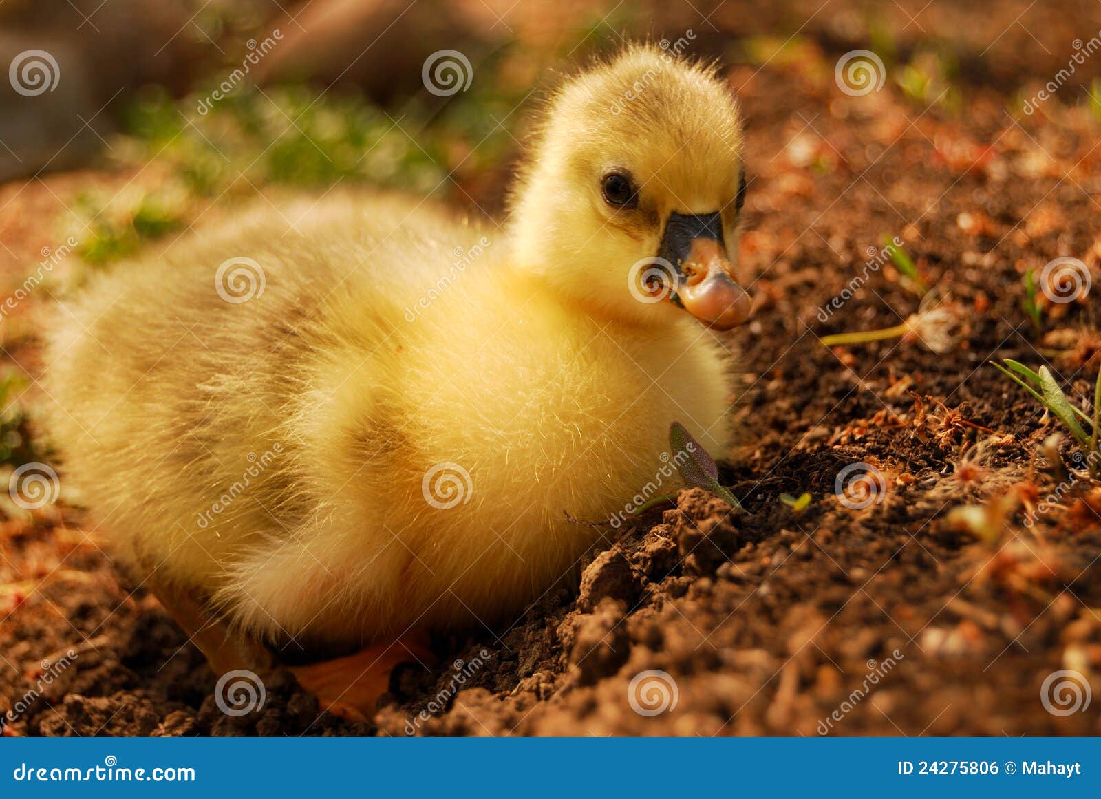 Papera Sveglia Molto Piccola Fotografia Stock - Immagine di animale ...