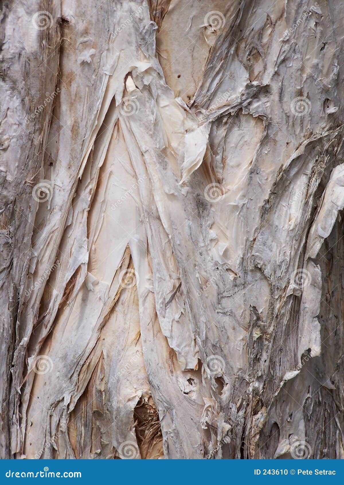 PaperBark stock photo. Image of wilderness, background - 243610