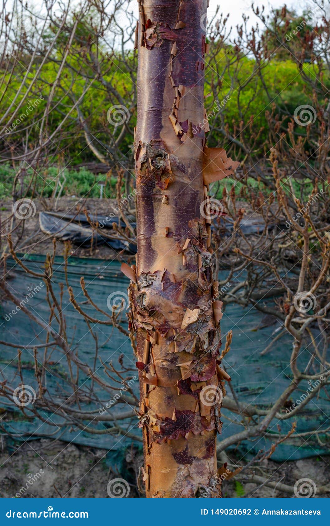 Paperbark Maple Acer Griseum Bark in Botany, Poland Stock Photo - Image ...