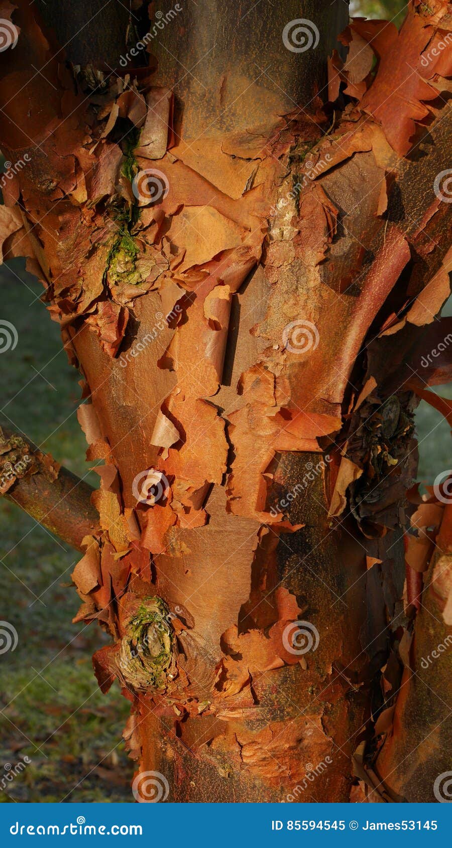 Paperbark Maple stock image. Image of griseum, smooth - 85594545