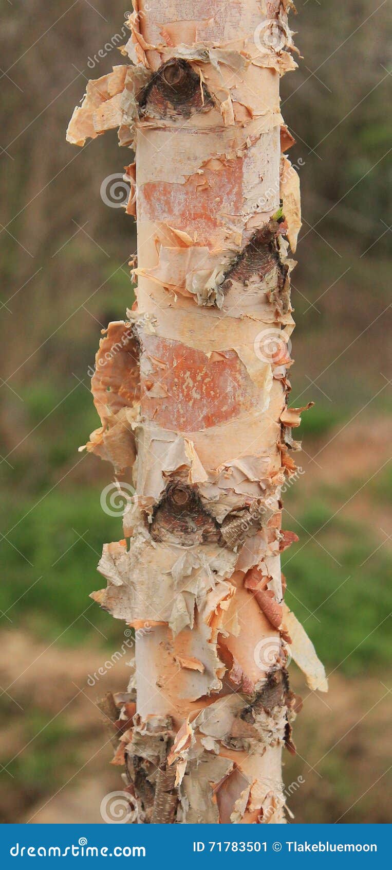 Paperbark Maple tree trunk stock image. Image of deciduos - 71783501