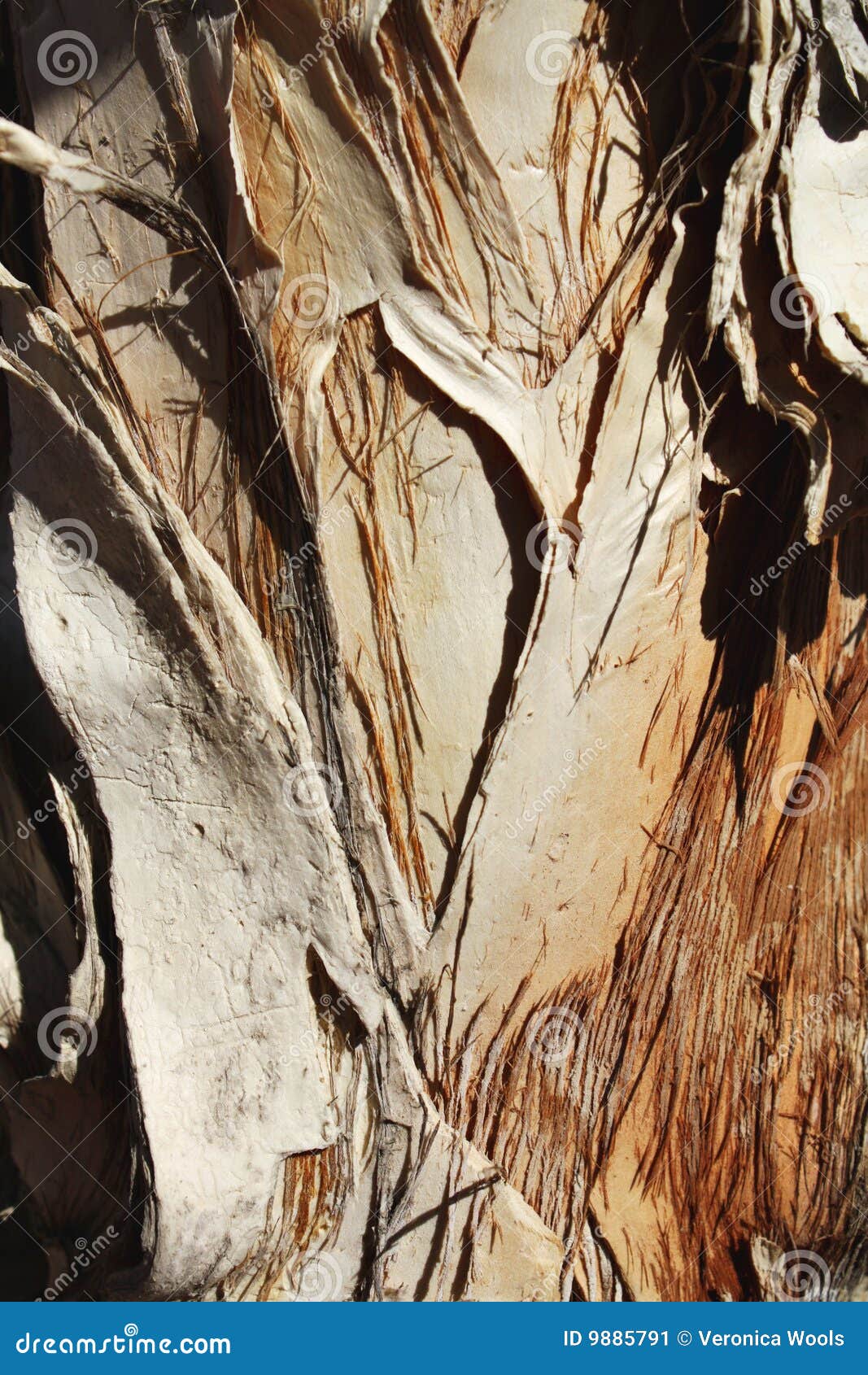 Paperbark Texture stock image. Image of fibres, paper - 9885791