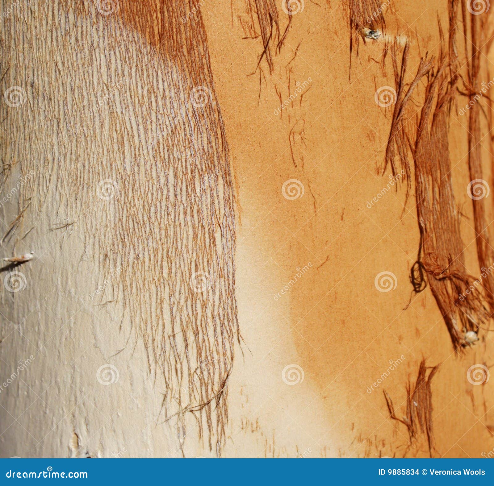 Paperbark Texture stock photo. Image of outback, white - 9885834