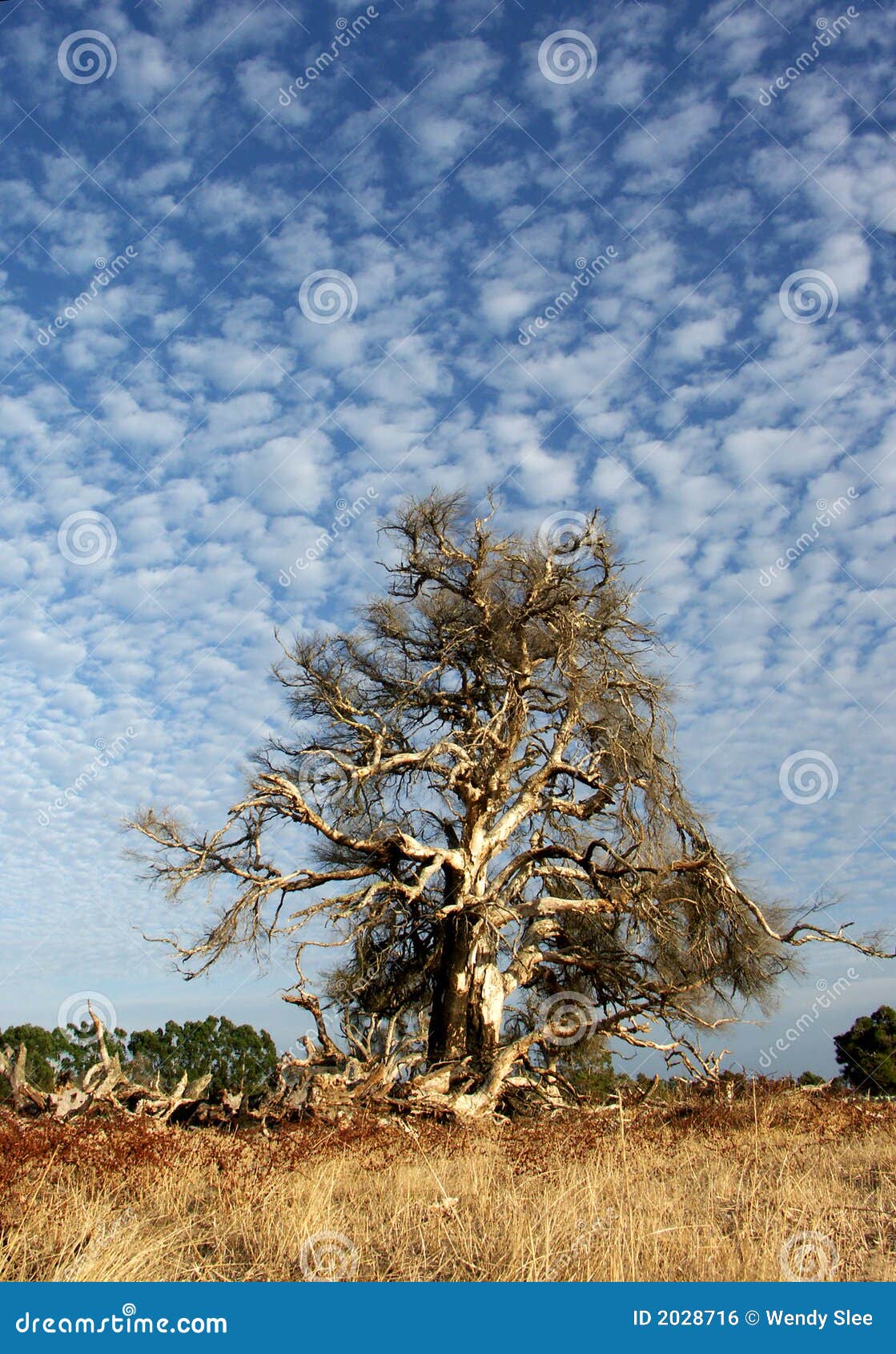 Paperbark tree stock photo. Image of landscape, tree, australian - 2028716