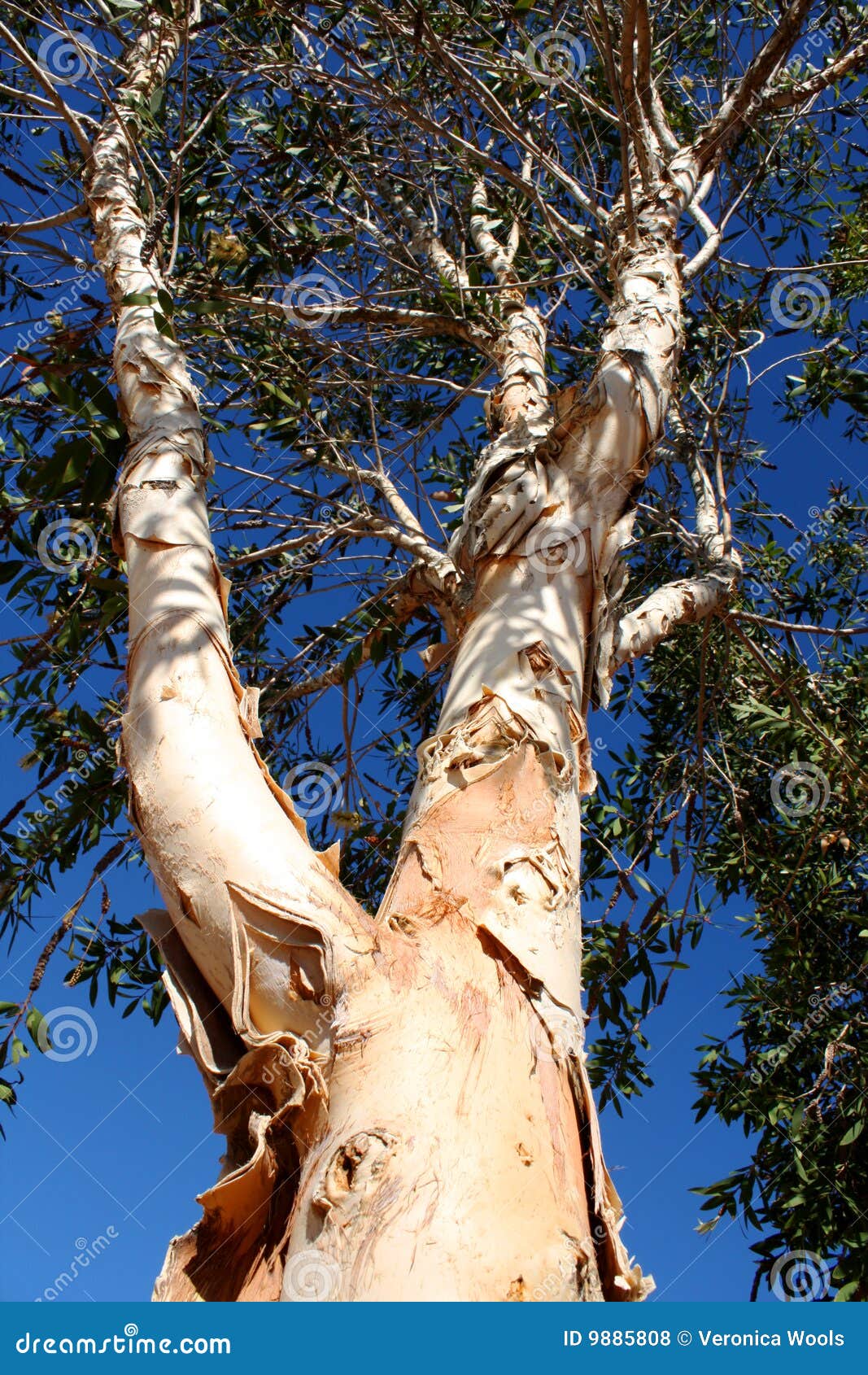 Paperbark Tree Against Blue Sky Stock Photo - Image of bark, peel: 9885808
