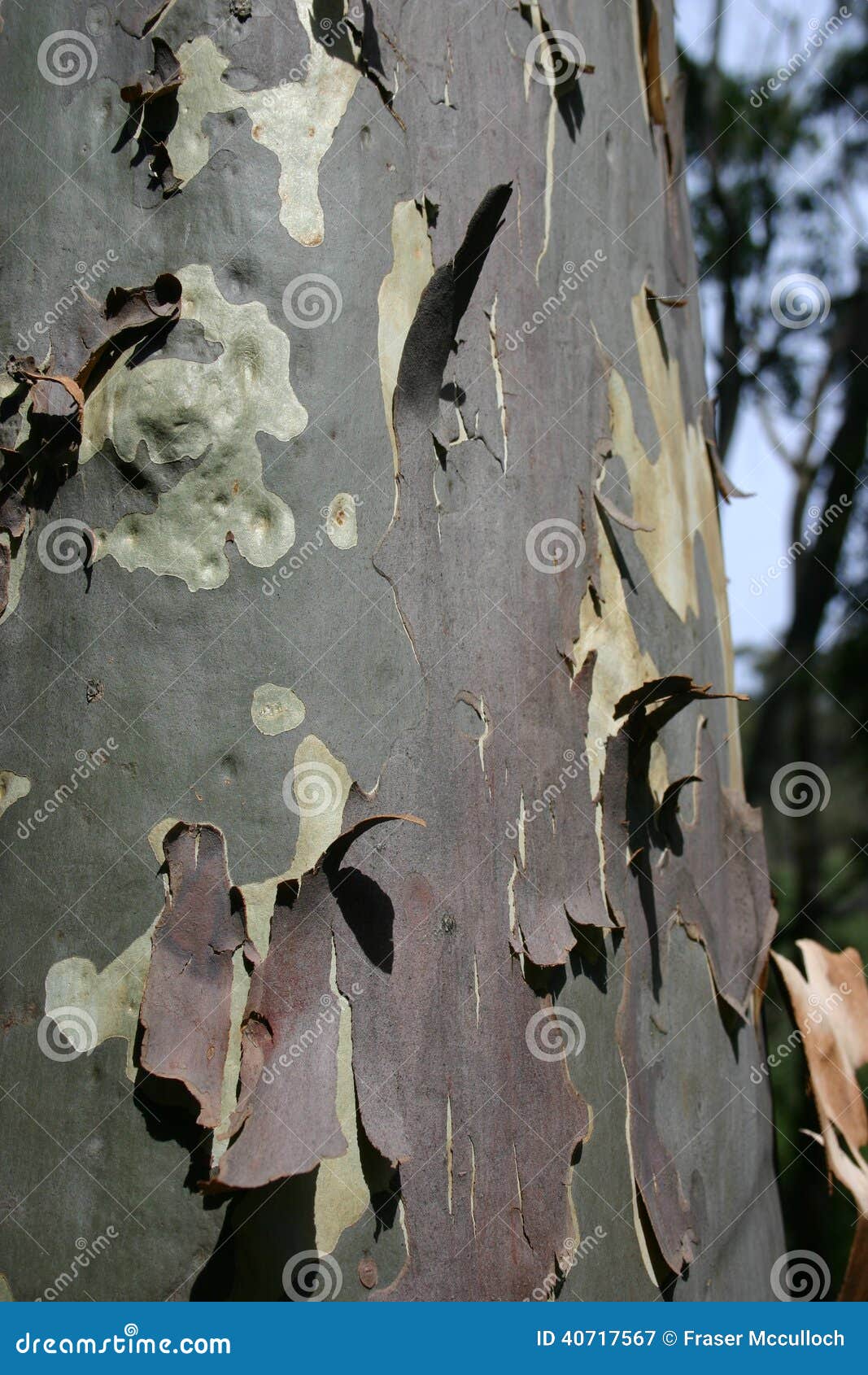 Paperbark tree stock image. Image of peel, texture, vegetation - 40717567