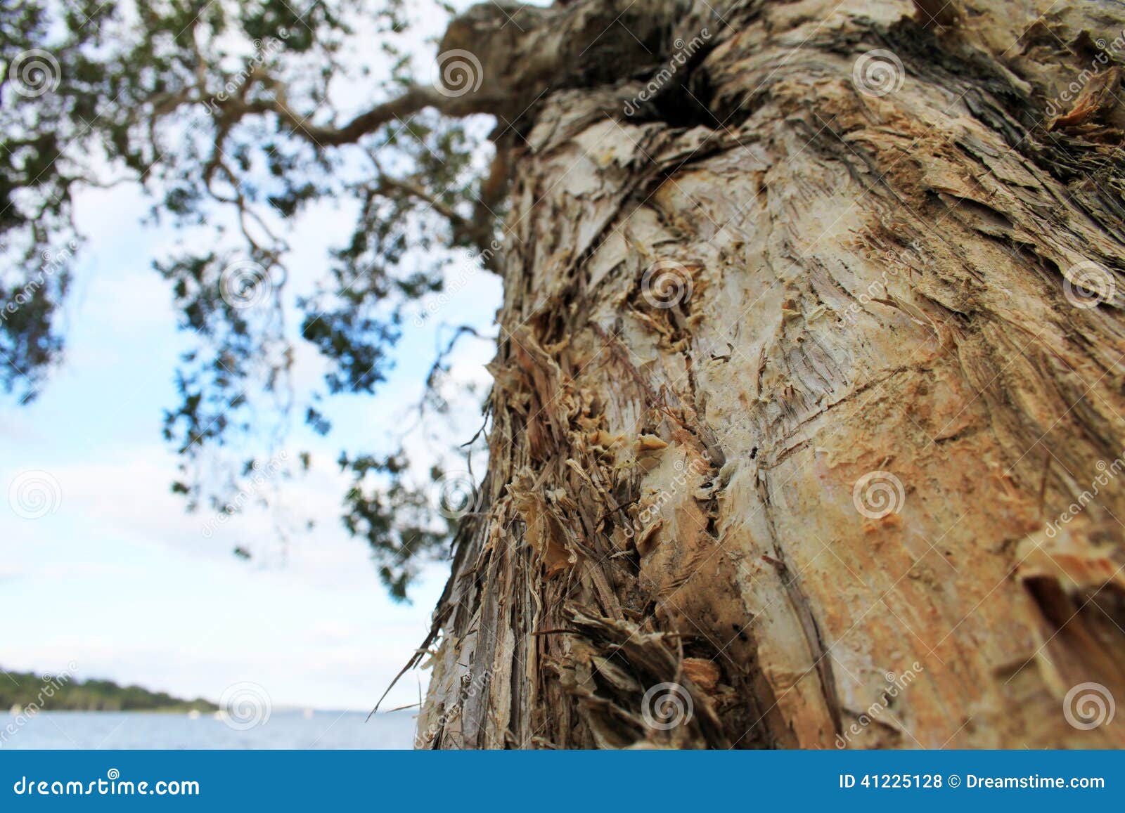 Paperbark tree stock photo. Image of outback, quinquenervia - 41225128