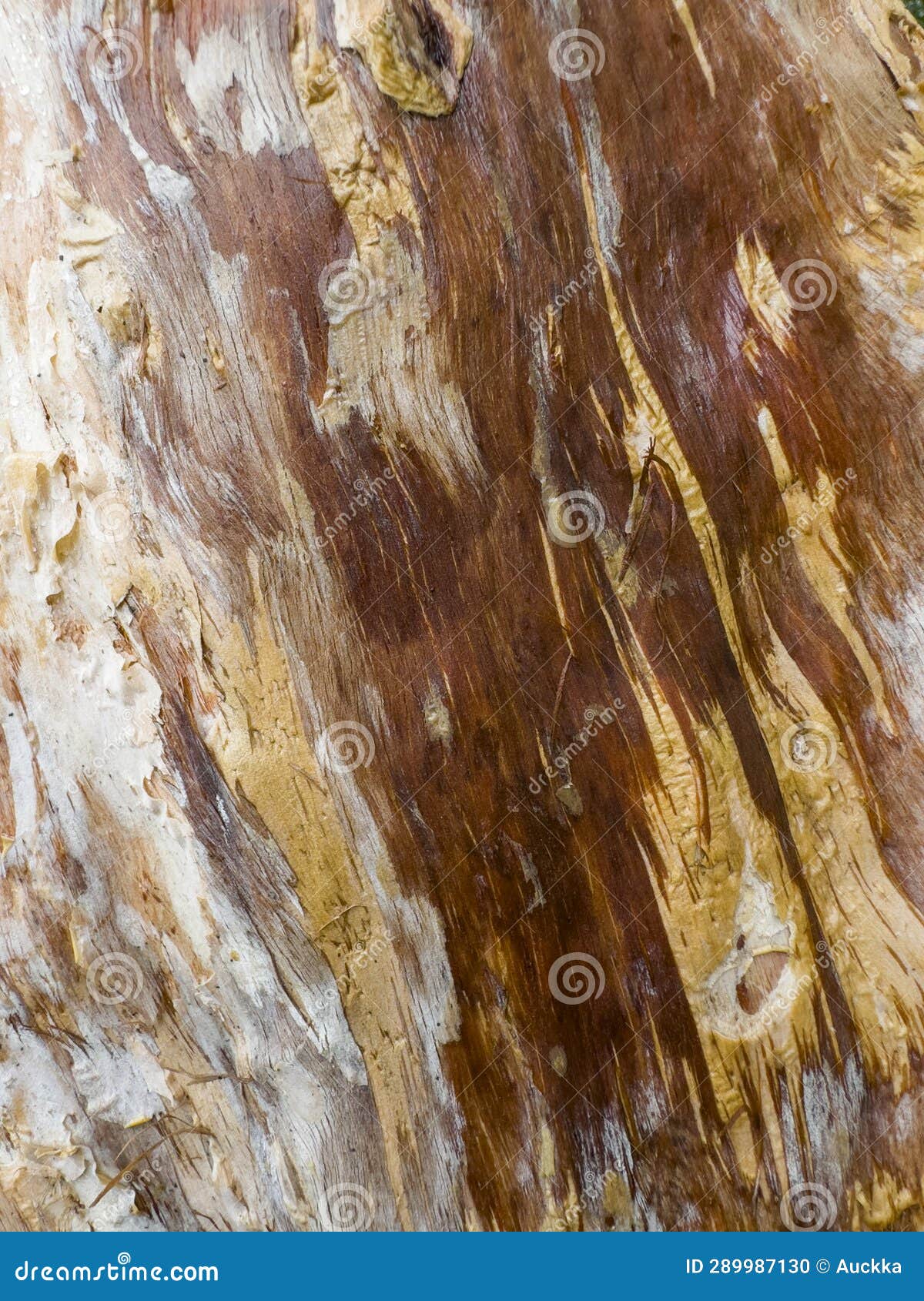 Paperbark tree texture stock photo. Image of color, environment - 289987130