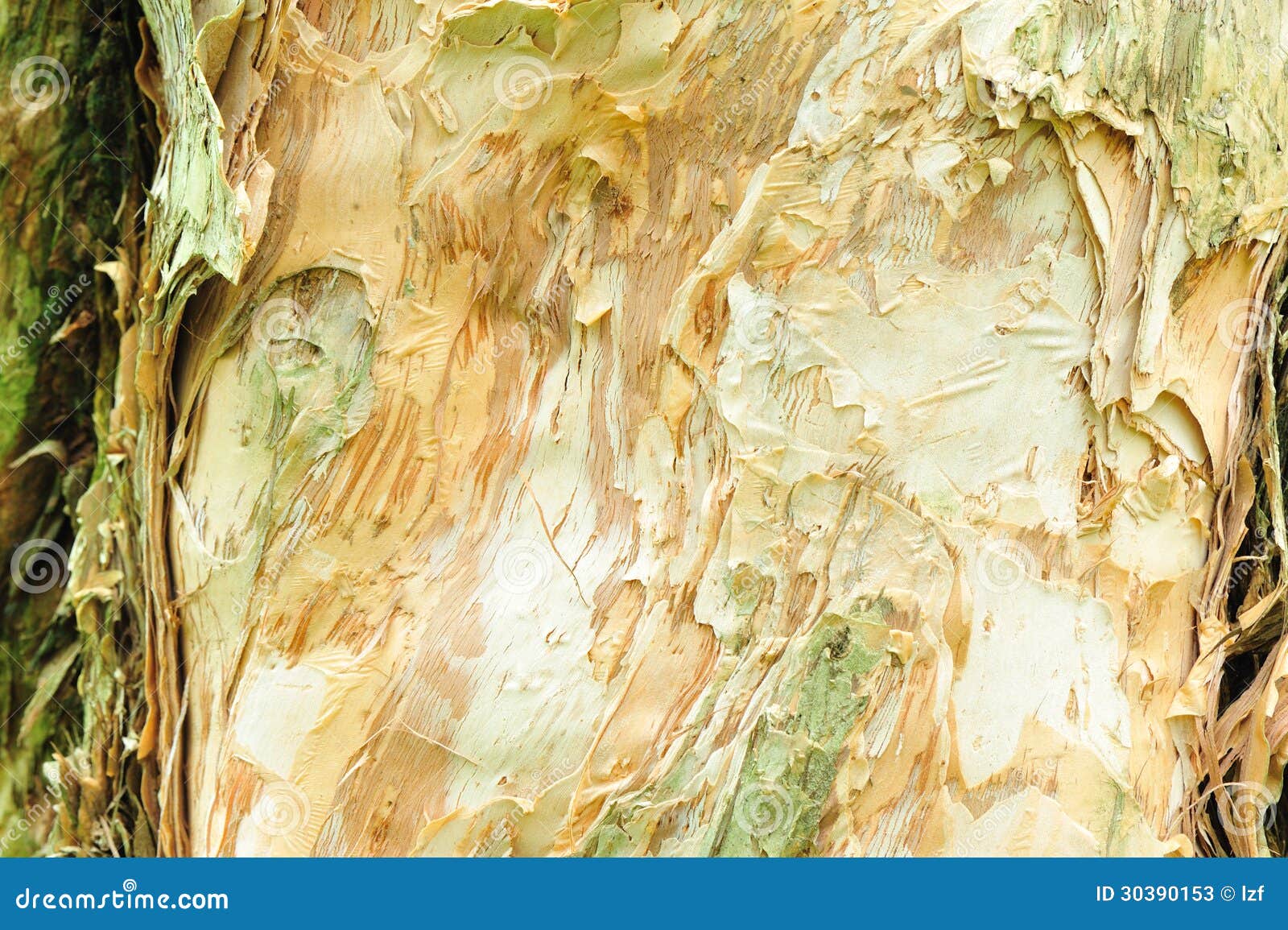 Paperbark Tree Stock Photography | CartoonDealer.com #2028716