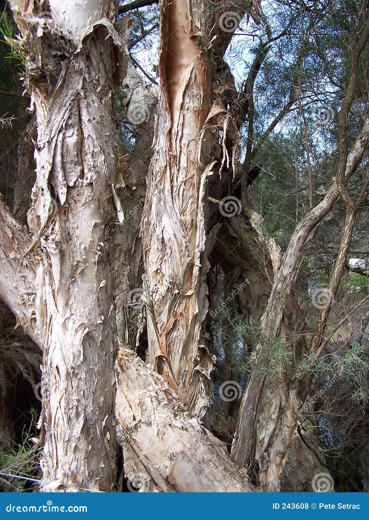 PaperBark Trees stock photo. Image of environment, nature - 243608