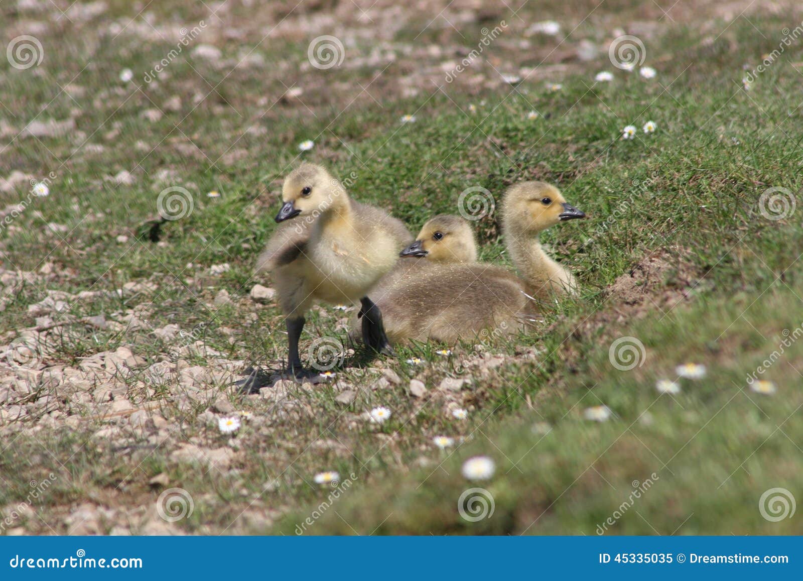 Papere immagine stock. Immagine di sole, giovane, guardare - 45335035